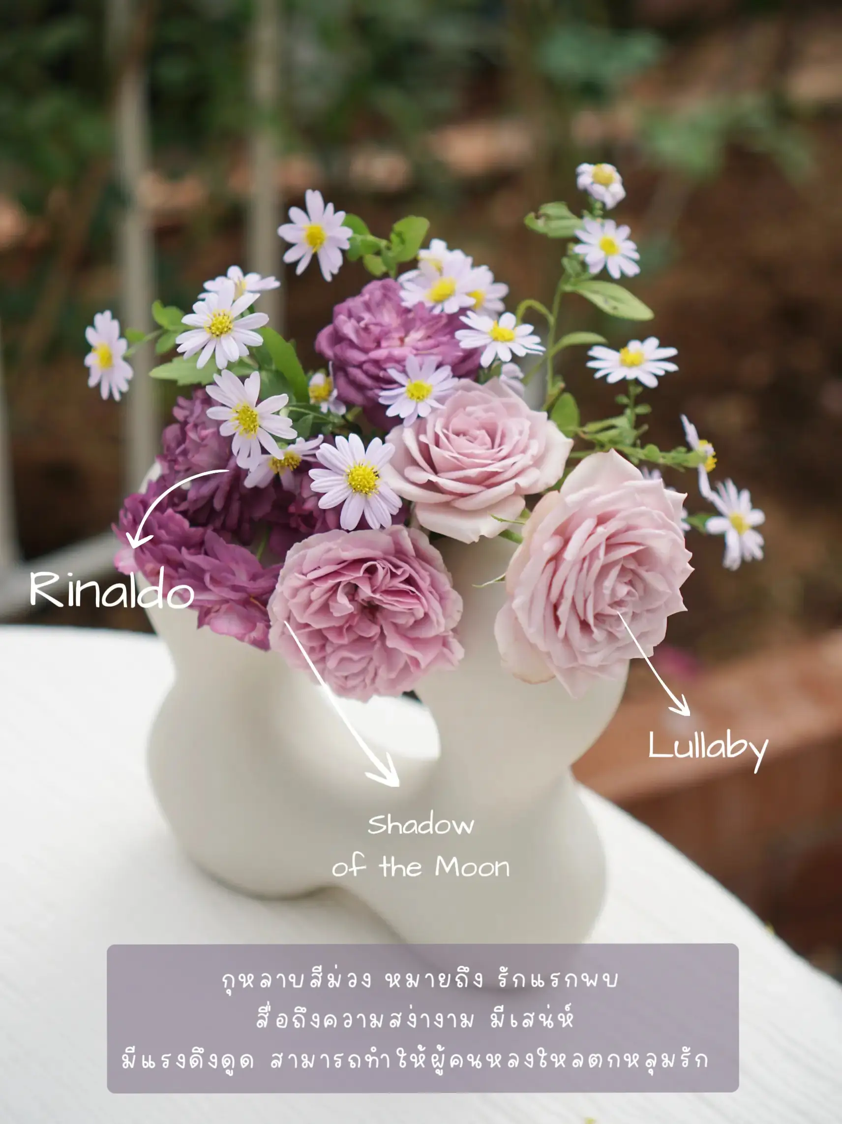 แนะนำ กุหลาบสีม่วง 8 สายพันธุ์ สุดปัง | Garden ep.6 🫶🏻💜 | แกลเลอรีที่ ...