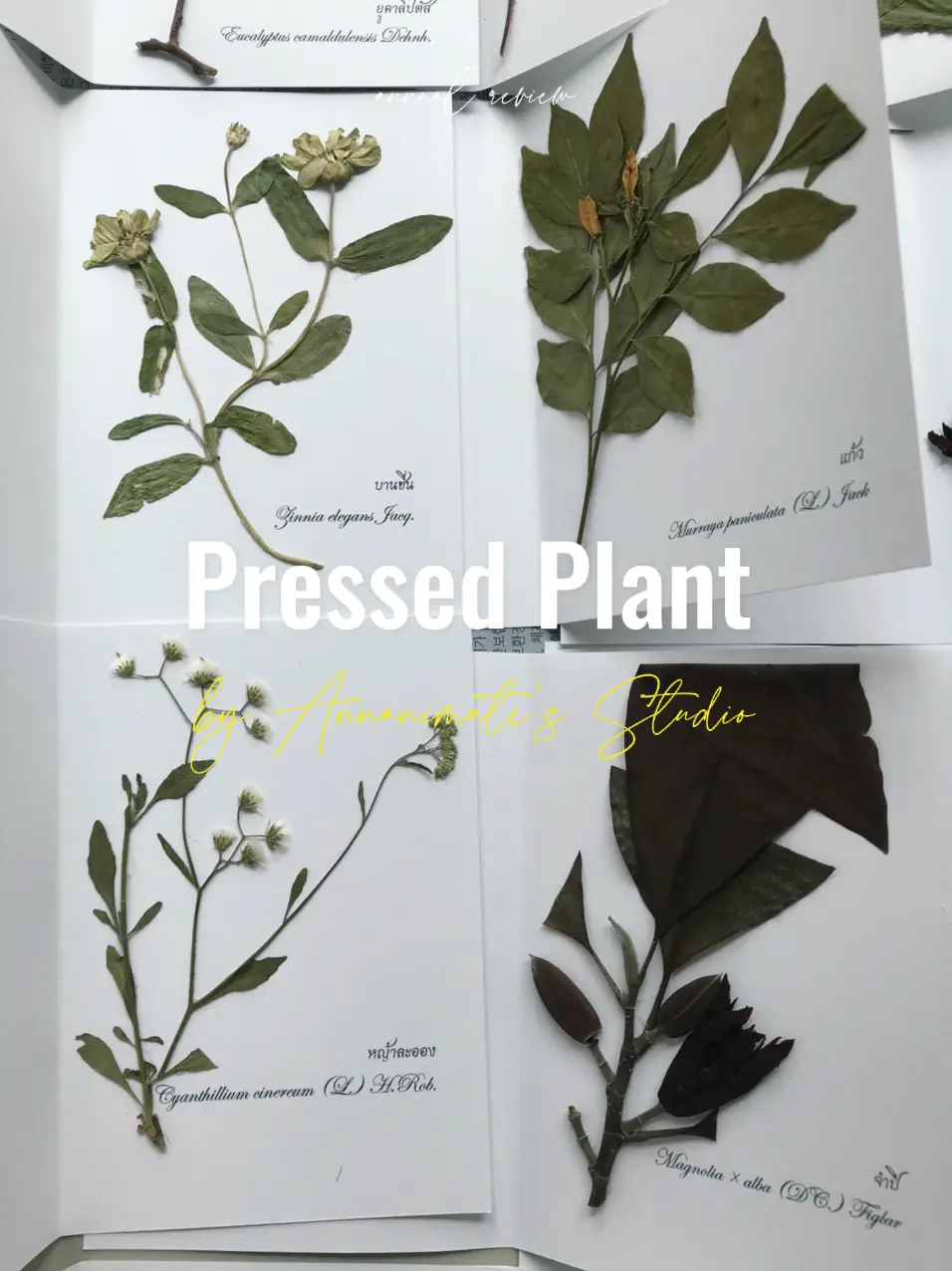 Pressed Plant by Annanimate’s Studio | แกลเลอรีที่โพสต์โดย Annanimate ...