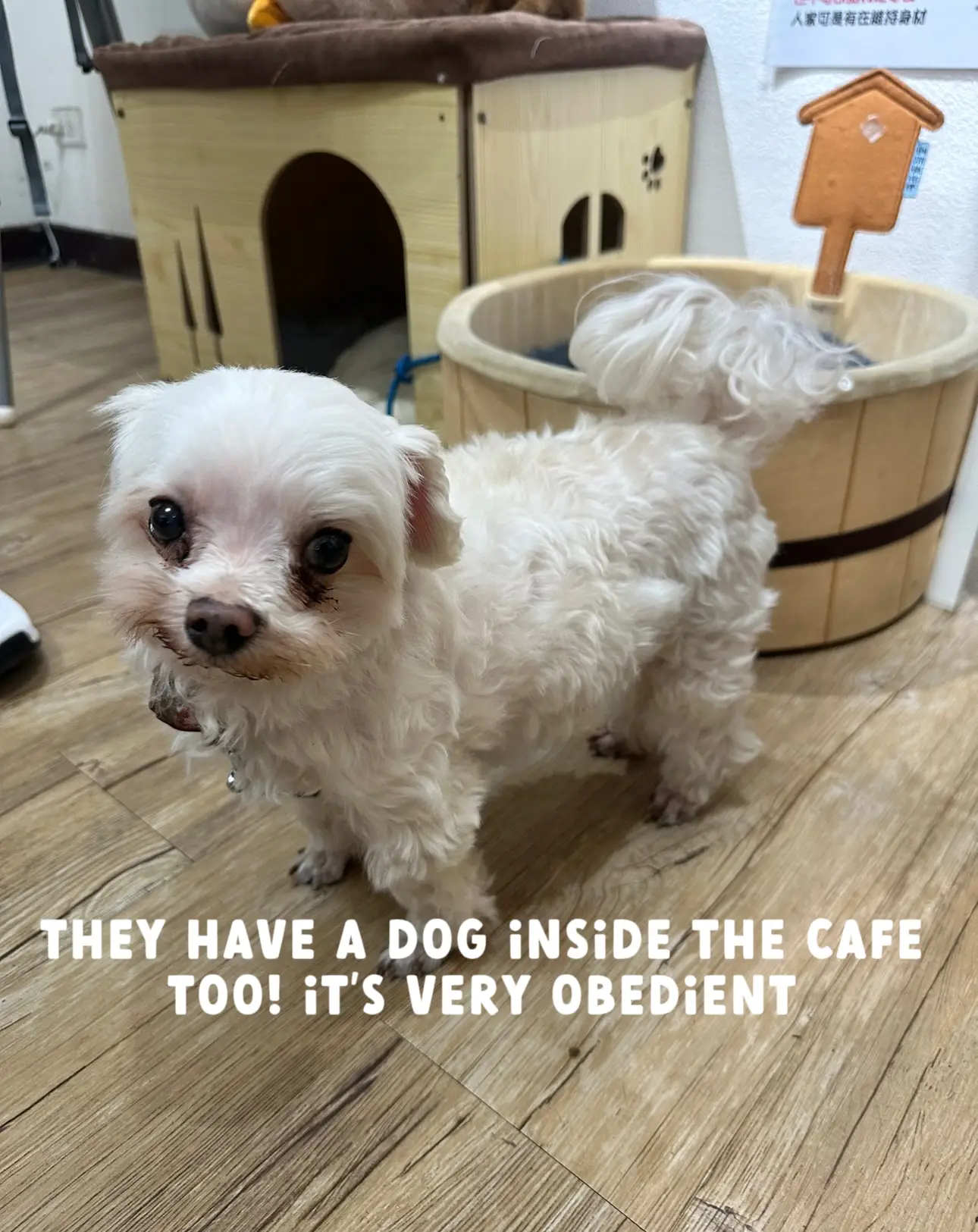 You need to go to this viral CAPYBARA CAFE! 🫶🤩 | Gallery posted by Denise Tan | Lemon8