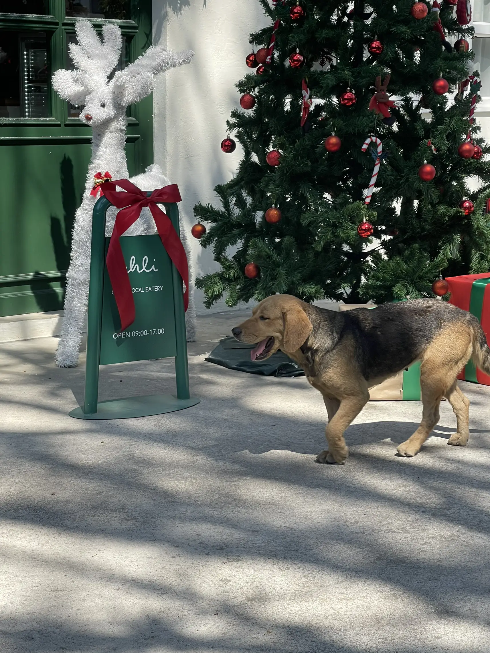 🍂 ผลิ : Phli 봄 - Cafe x Khao Soi 🎄🎅🏻 | แกลเลอรีที่โพสต์โดย Lipaoy.yy | Lemon8