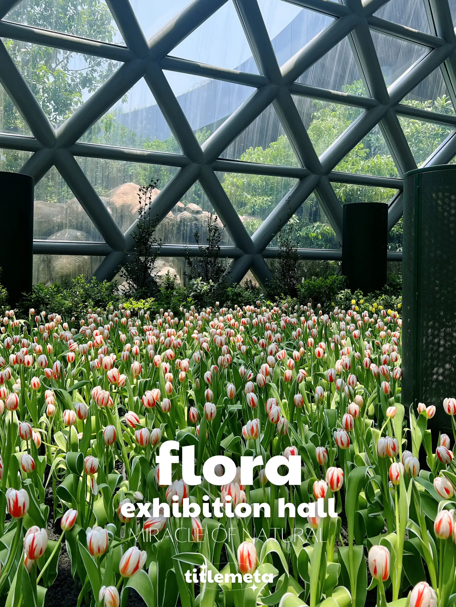 🌷พาเที่ยวสวนดอกไม้หนาว 15 องศา @Flora Exhibition Hall | แกลเลอรีที่โพสต์โดย titlemeta | Lemon8