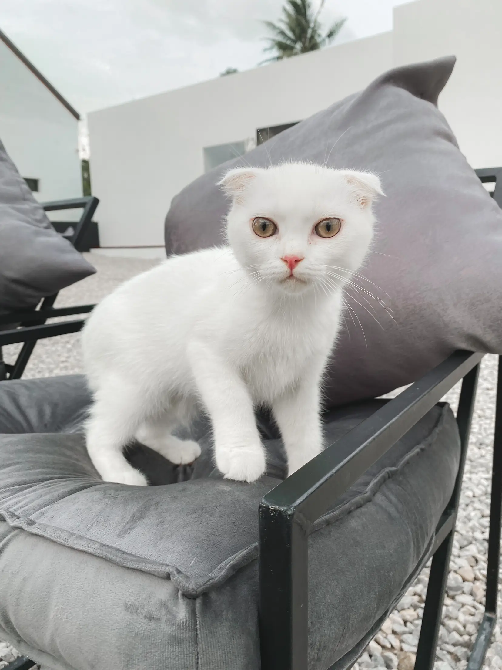 พาเจ้านายเที่ยวคาเฟ่กัน | แกลเลอรีที่โพสต์โดย Kan :) | Lemon8