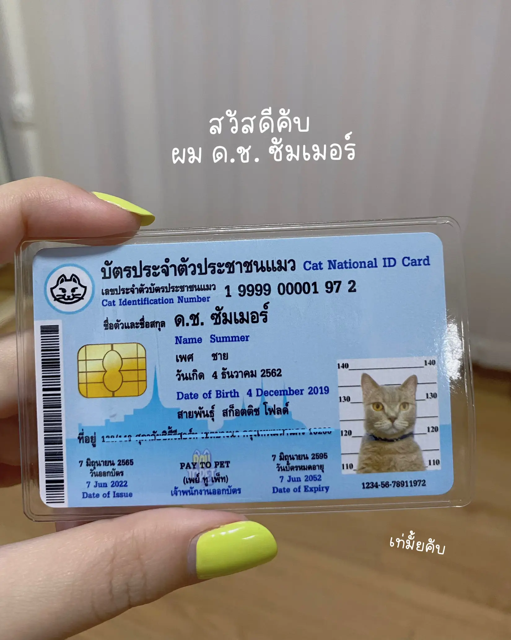 Make a cat ID card 🐱🪪 | Gallery posted by marimiew･🐈 | Lemon8