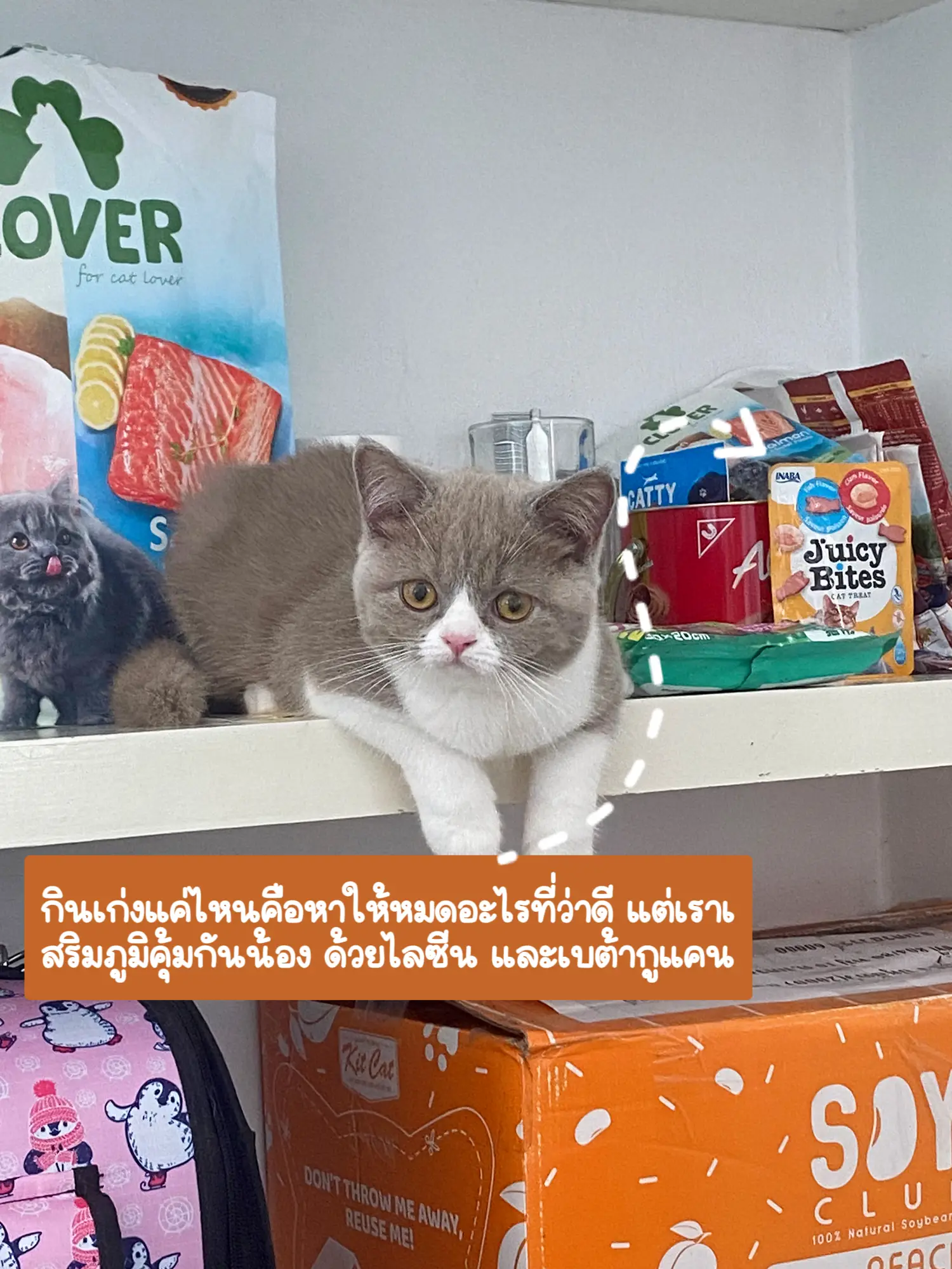 มาดูแลแมวอนุบาลที่แม่ไม่เลี้ยงกันเถอะ | แกลเลอรีที่โพสต์โดย NOEY_kobi_kuma | Lemon8