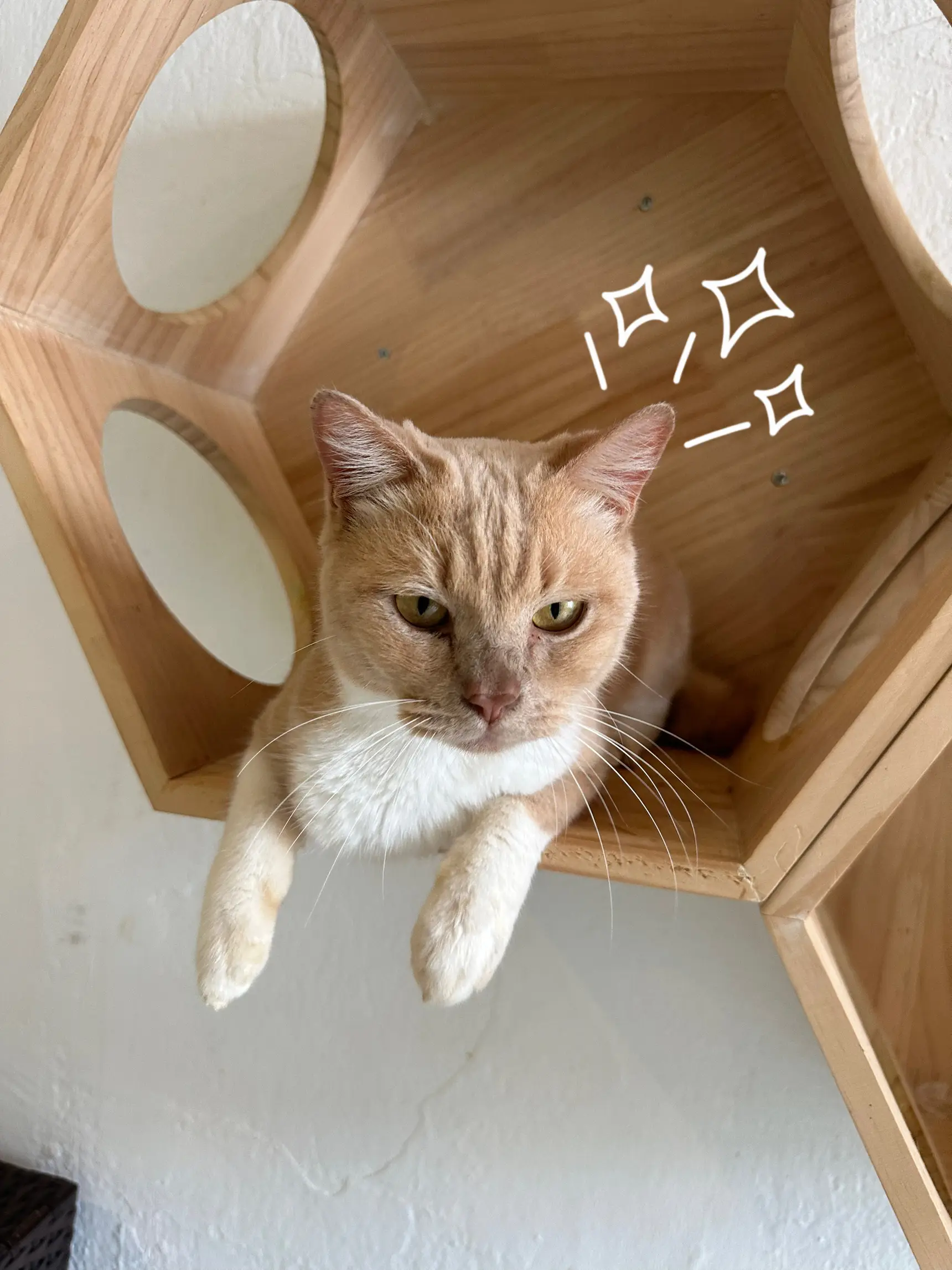 Finally found a cafe WITHOUT snoozing cats!🐱💤 | Gallery posted by Denise Tan | Lemon8