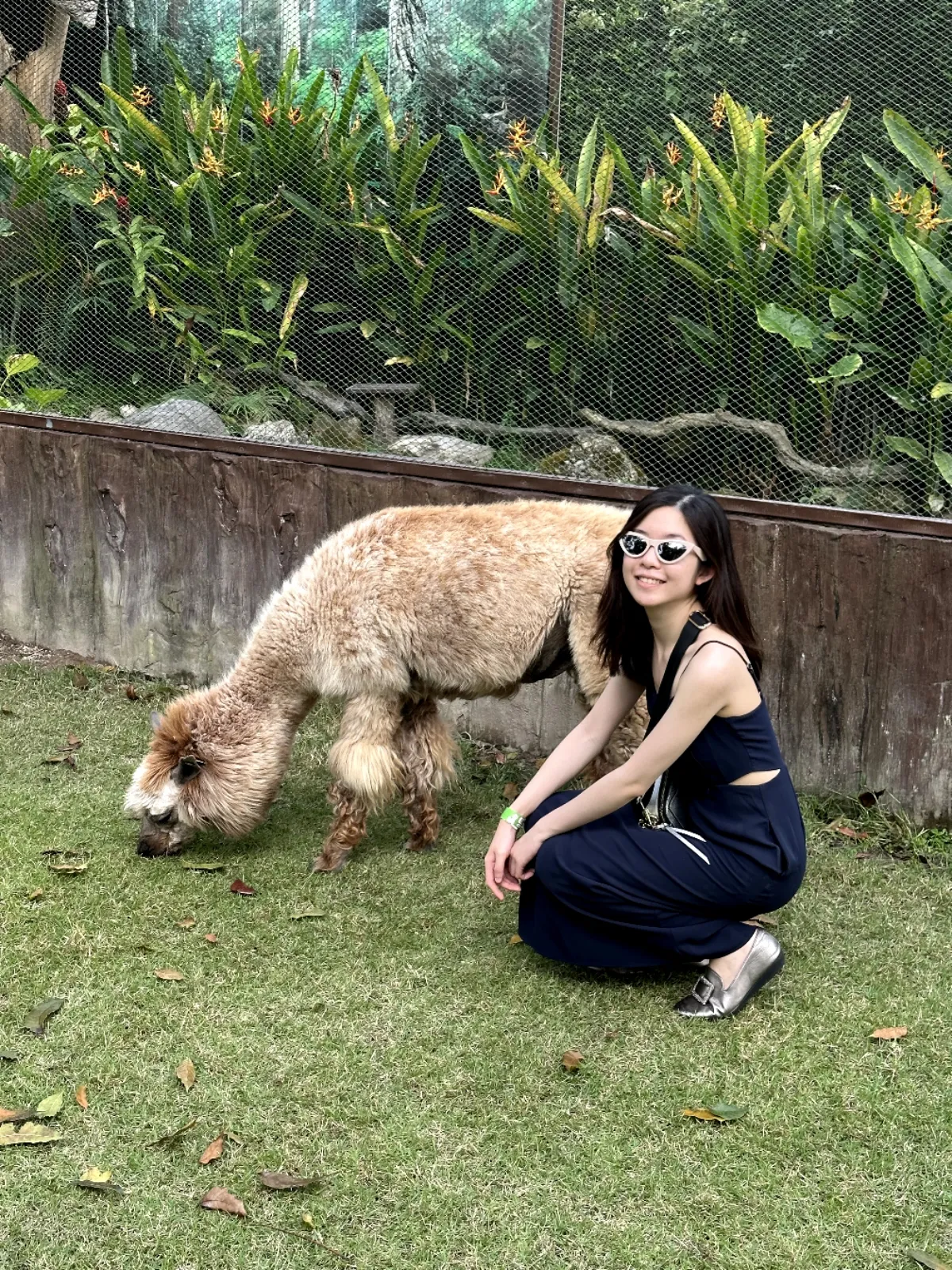 capybara bangkok - Lemon8 Search