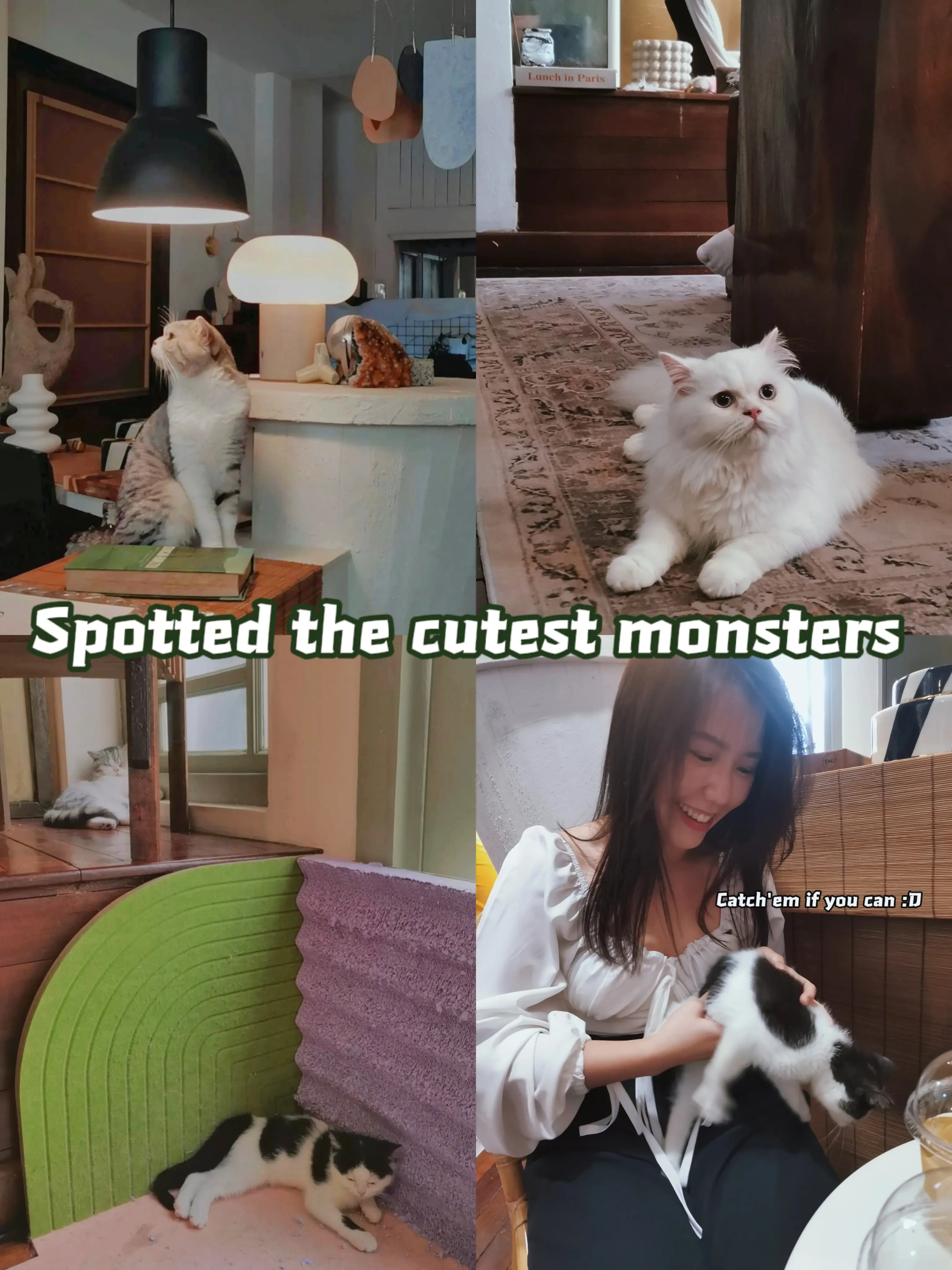 🇲🇾KL Hidden Cat Lover Cafe • Monster A Garden Cafe | Galeri disiarkan ...