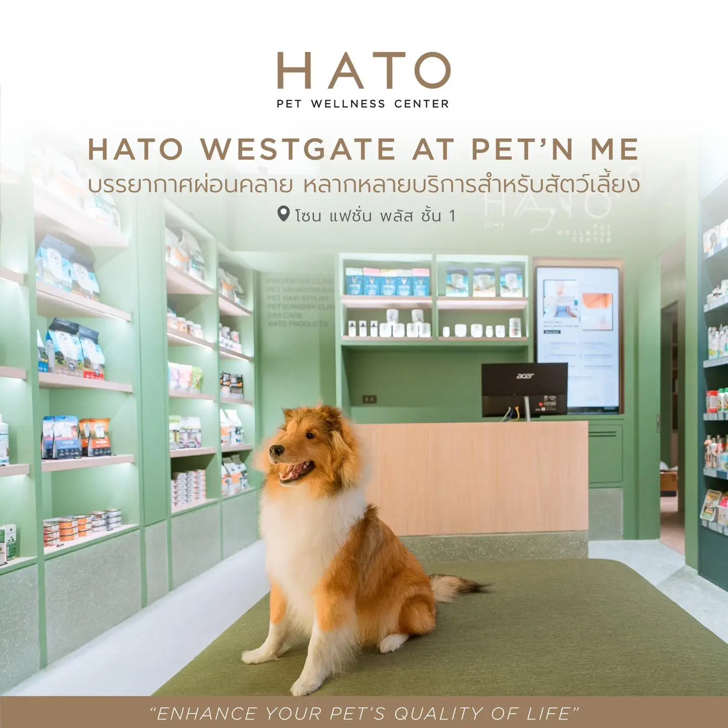 ทำความรู้จักกับ HATO ทั้ง 5 สาขา ตอบโจทย์ Pet Lover~ 🐾🤍 | แกลเลอรีที่ ...