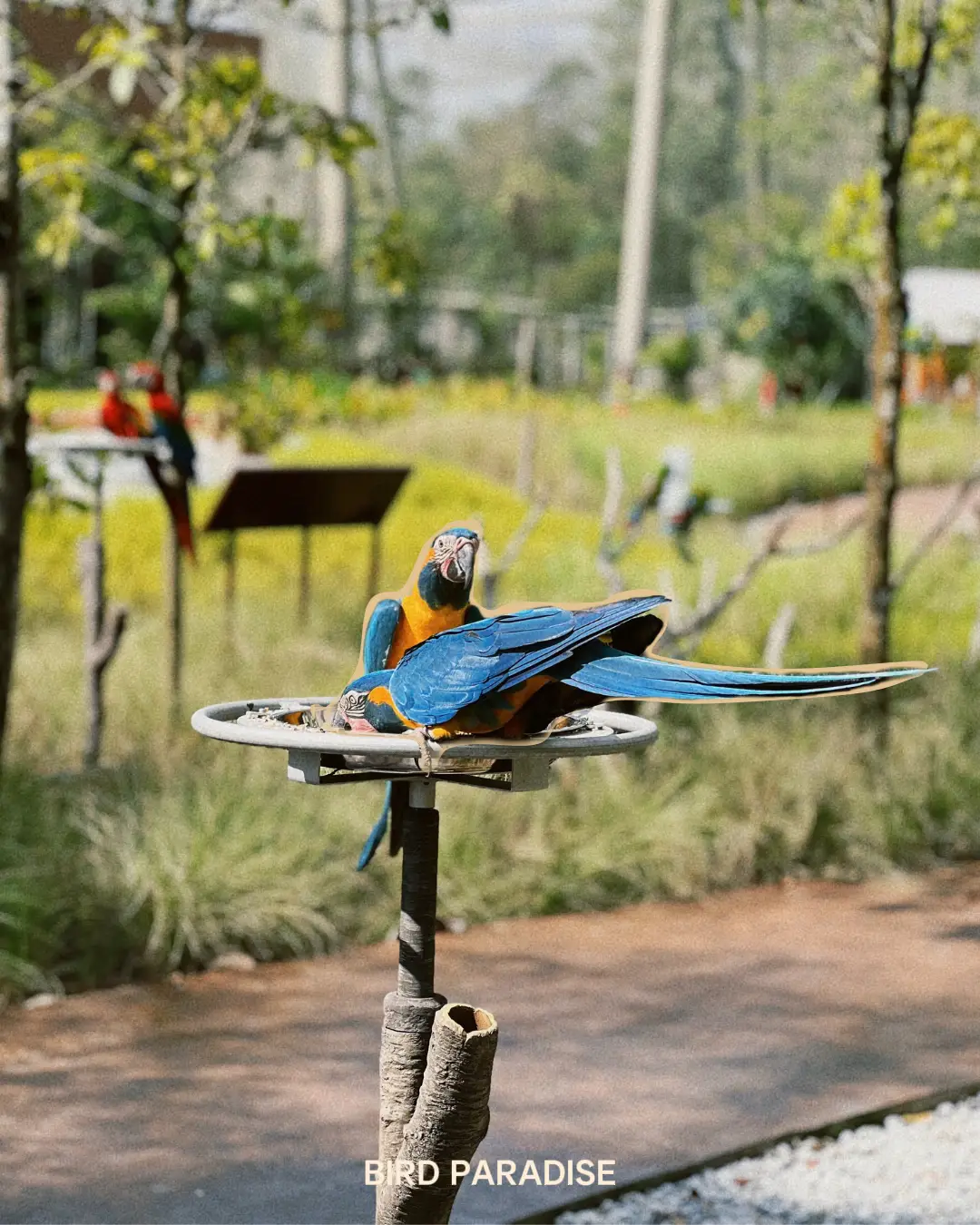 A sneak peek into Bird Paradise 🦜🦤🦩🪿🦃 | Gallery posted by Amber ...
