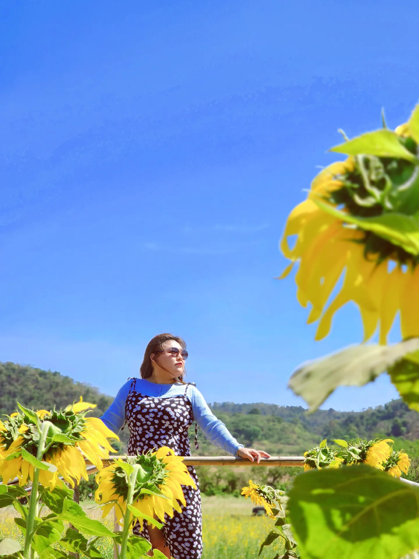 Sunflower Farm Tanay Rizal | Best Flower Site
