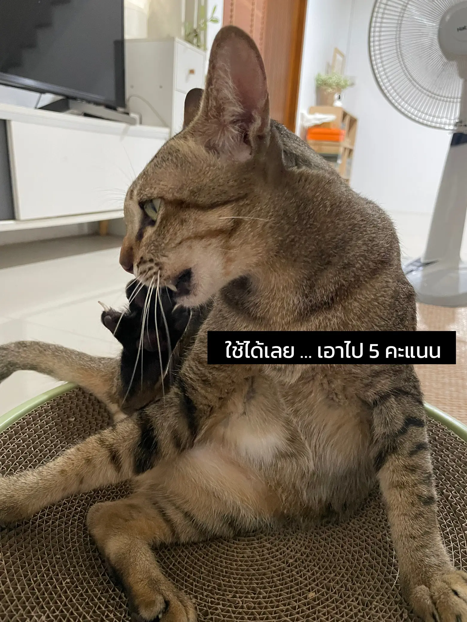 แชร์ไอเดีย ยืดอายุที่เกาเล็บแมว 😺 | แกลเลอรีที่โพสต์โดย lllkkk | Lemon8
