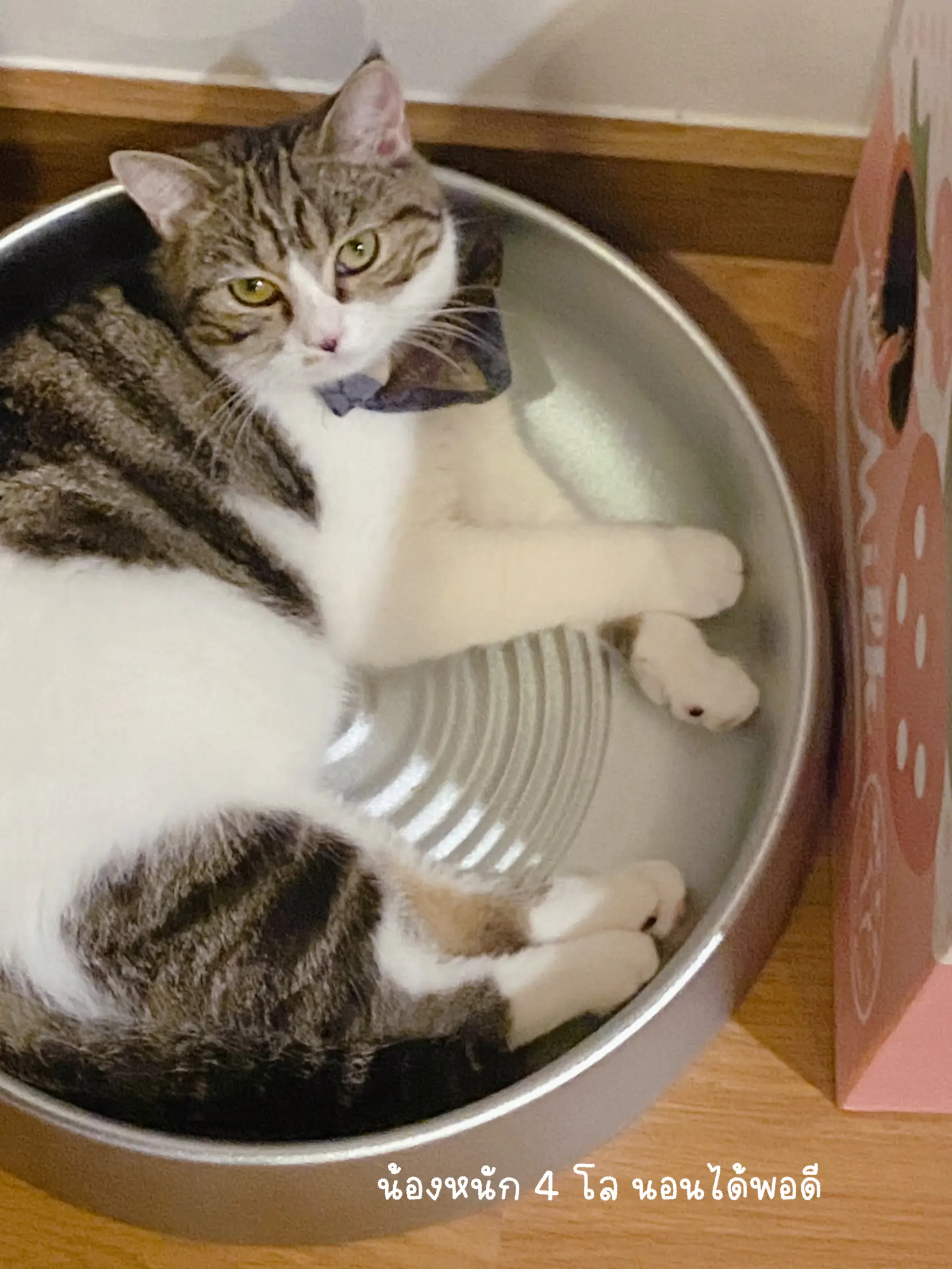 รีวิวกะทะเย็นจากแบรนด์ pidan | แกลเลอรีที่โพสต์โดย KMC 965♾ | Lemon8