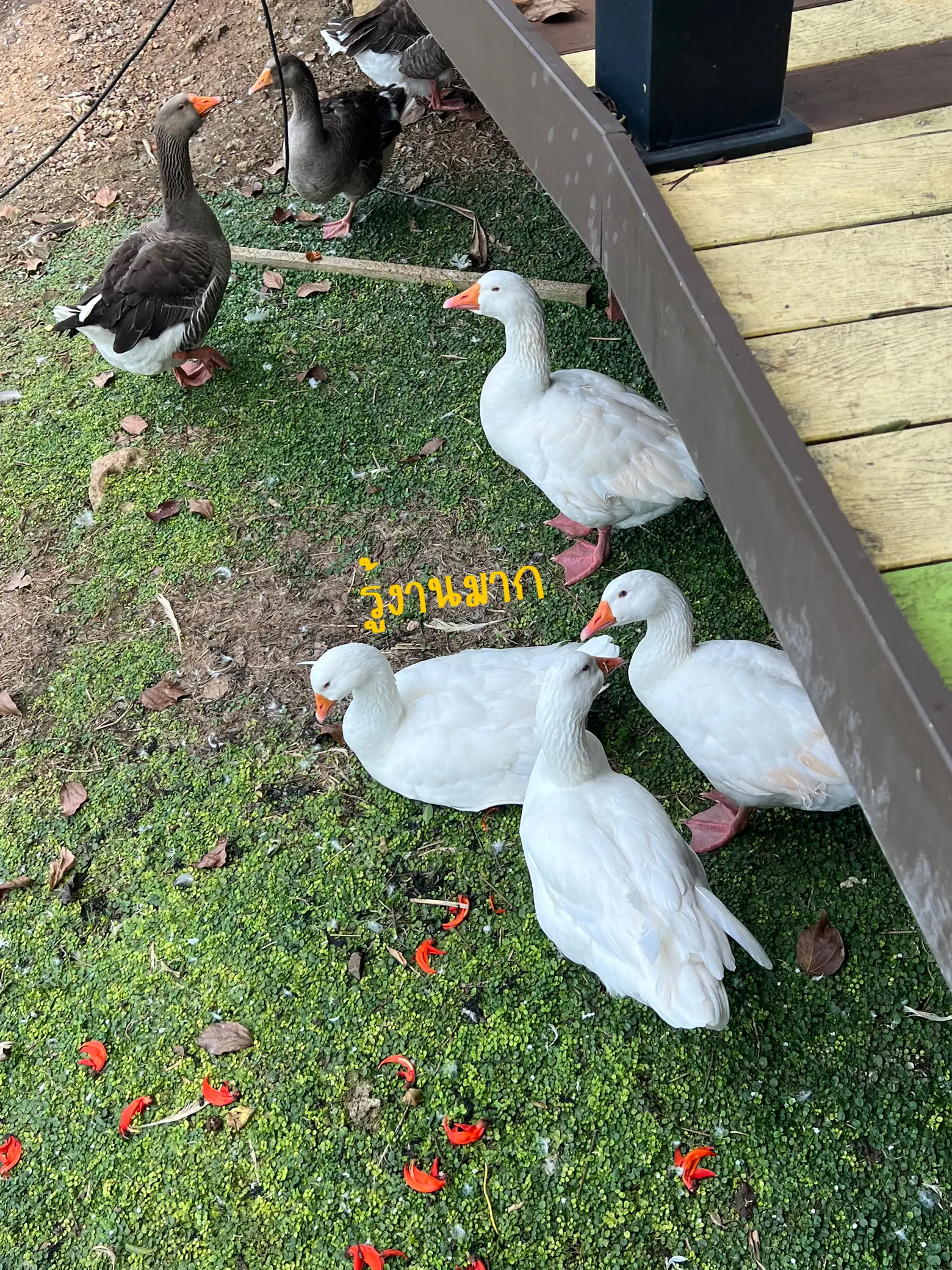 ปล่อยใจ ใกล้ชิดธรรมชาติ 🌿🐇 Hill & Creek สระบุรี | แกลเลอรีที่โพสต์โดย titlemeta | Lemon8