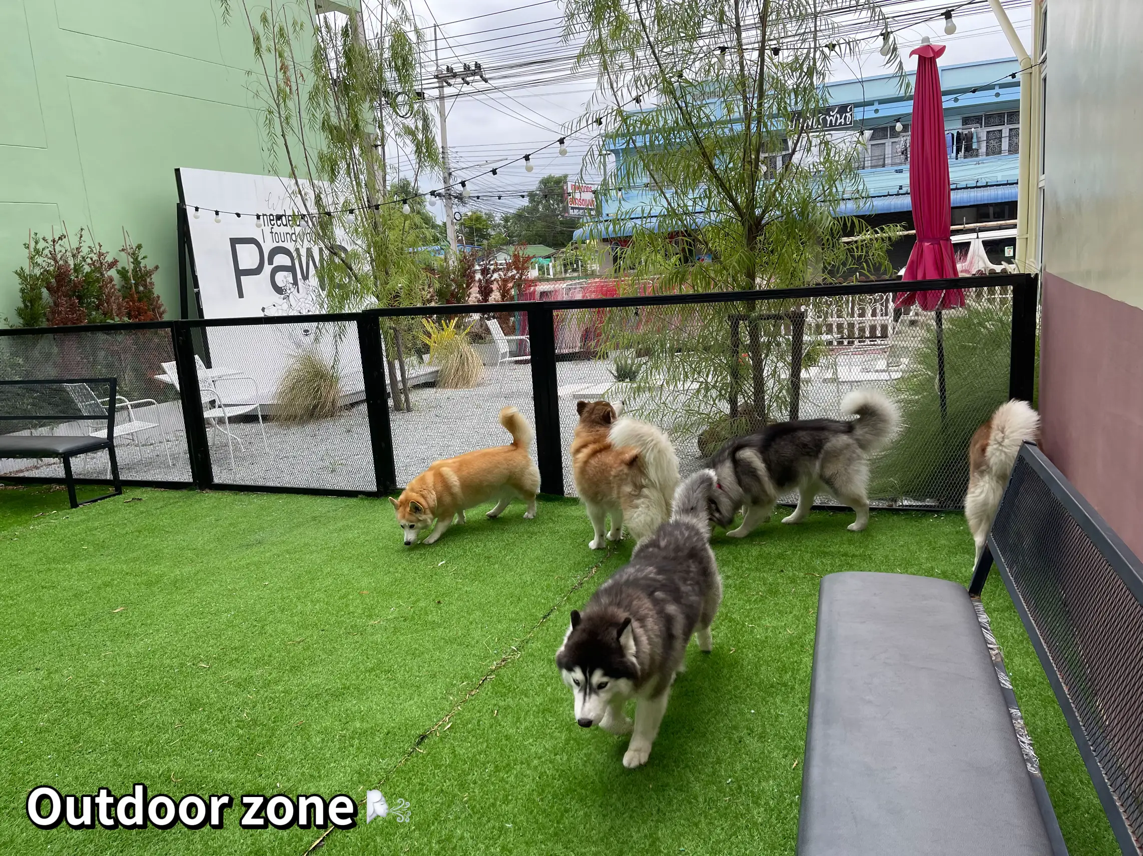Dog cafe ฉะเชิงเทรา ที่ห้ามพลาด 🐶🐾 | แกลเลอรีที่โพสต์โดย Nat 🌷 | Lemon8