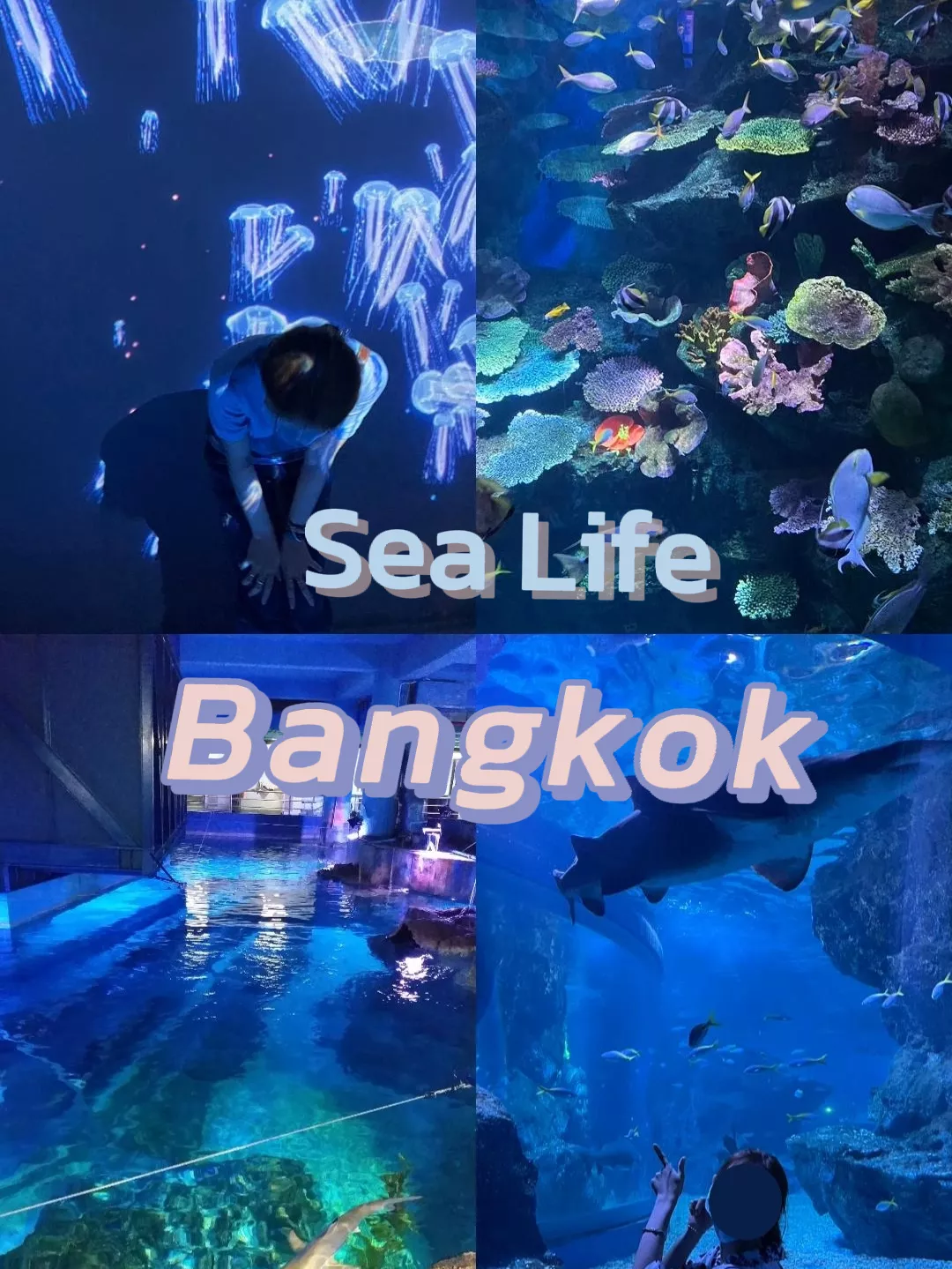 20 ไอเดียยอดนิยมเกี่ยวกับ Sea Life Bangkok ค่าเข้า 2567 ในปี 2024