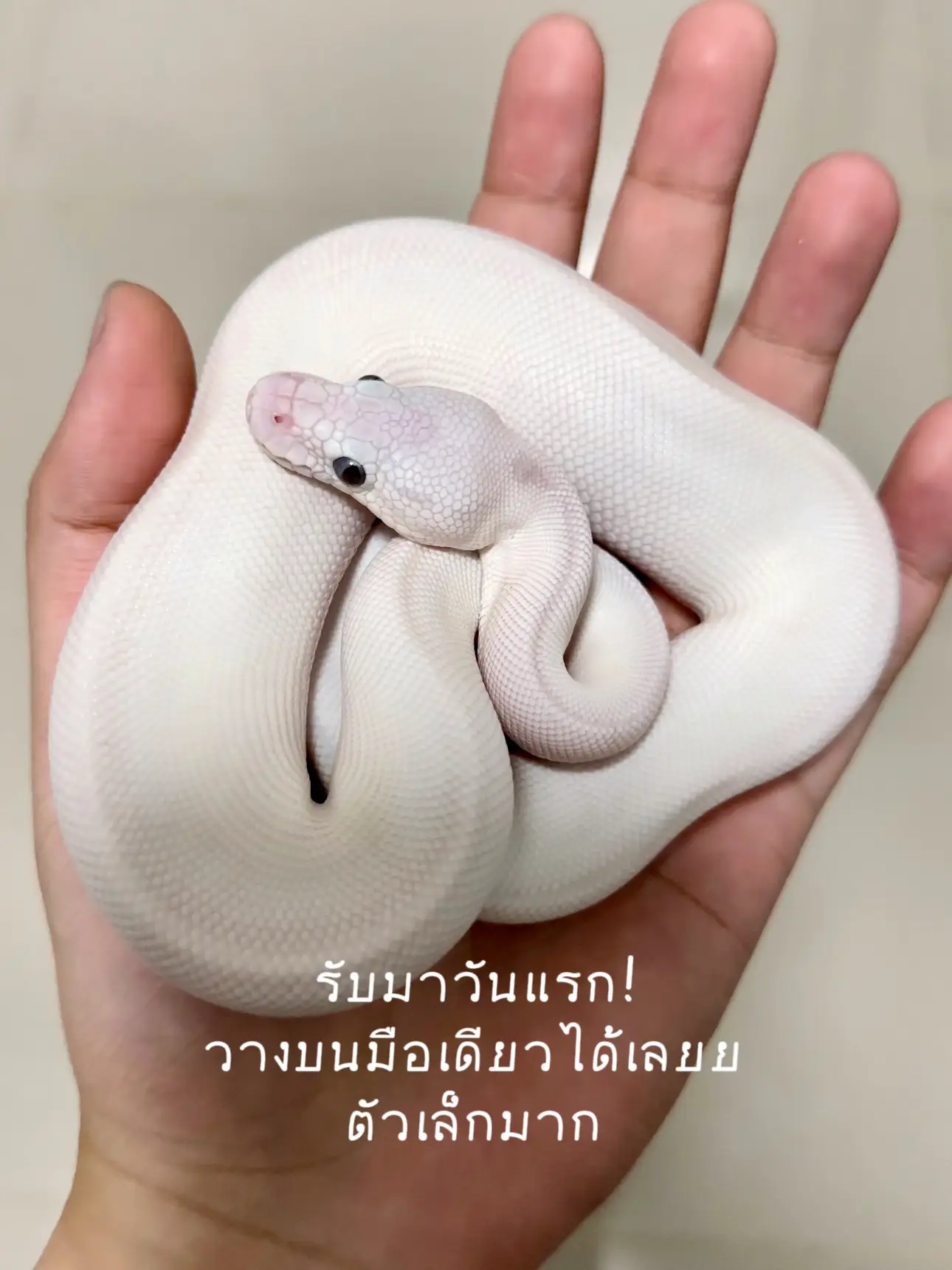 รีวิวเลี้ยงงูบอลไพธอน งูขาวมินิมอล | แกลเลอรีที่โพสต์โดย eye | Lemon8