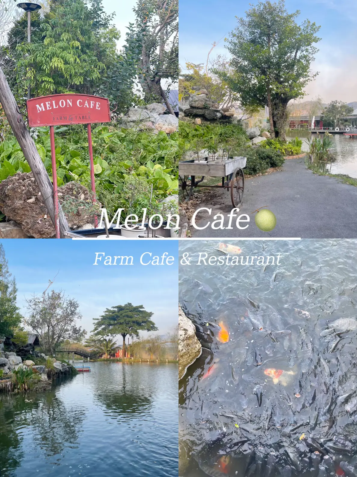 รีวิวร้านลับที่ไม่ลับ บางแสนชลบุรี "Melon Cafe"🍈 | แกลเลอรีที่โพสต์โดย ...