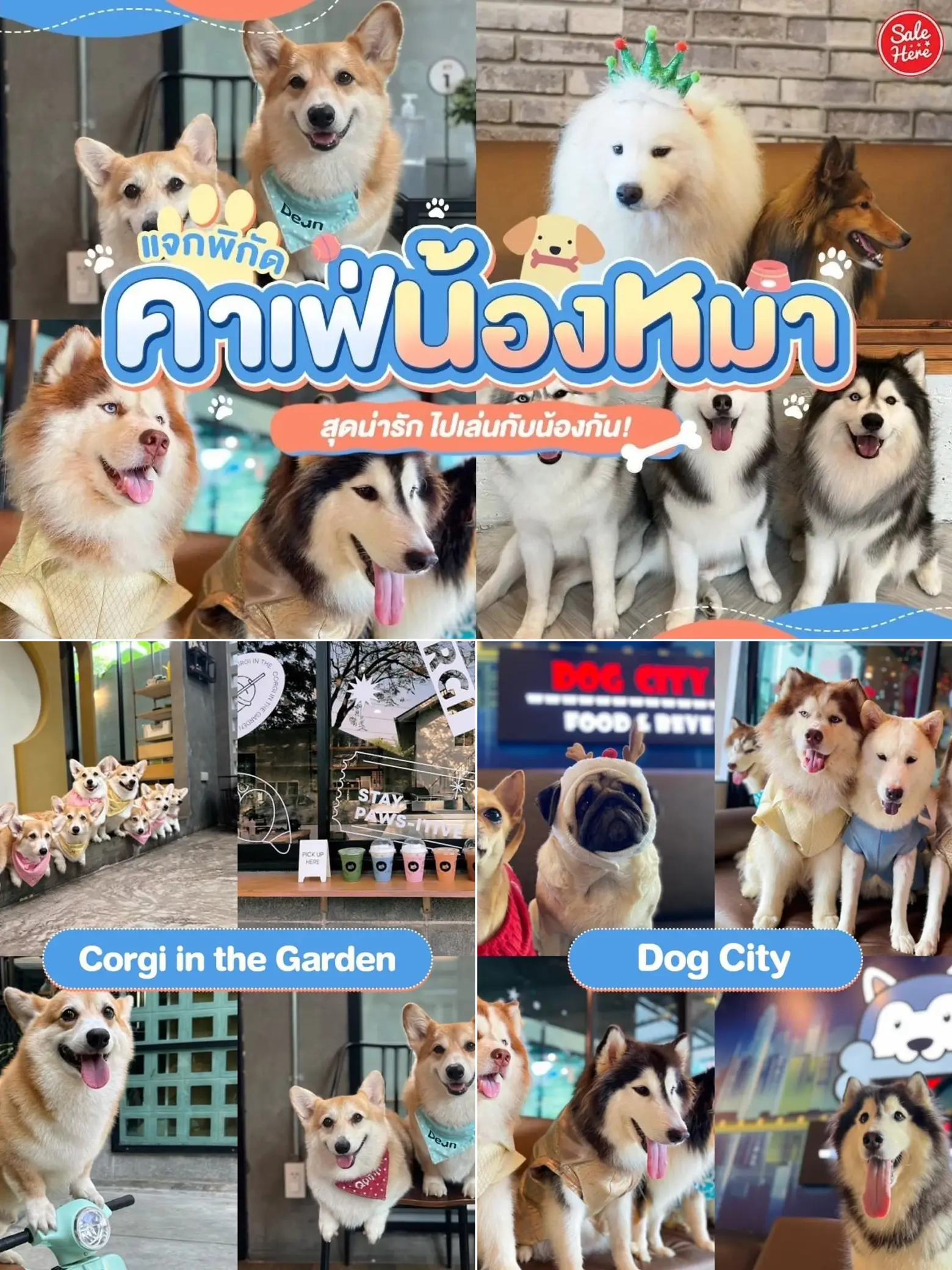 🐶A total of 8 cute dog cafes 💞 say they are very good for the heart.😍 ...