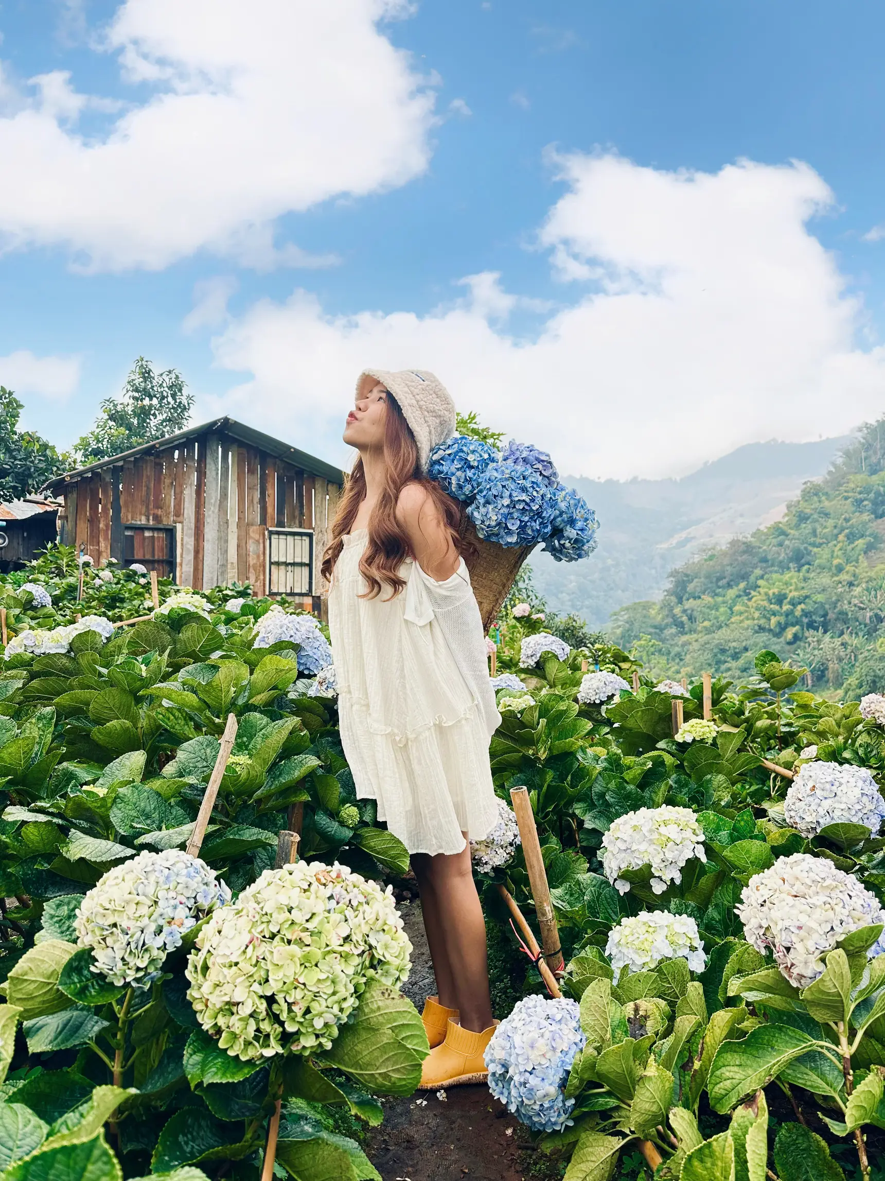 Hydrangea Park, Chiang Mai Mon. 💓🌷🤍 | Gallery posted by Bow 🌵 | Lemon8