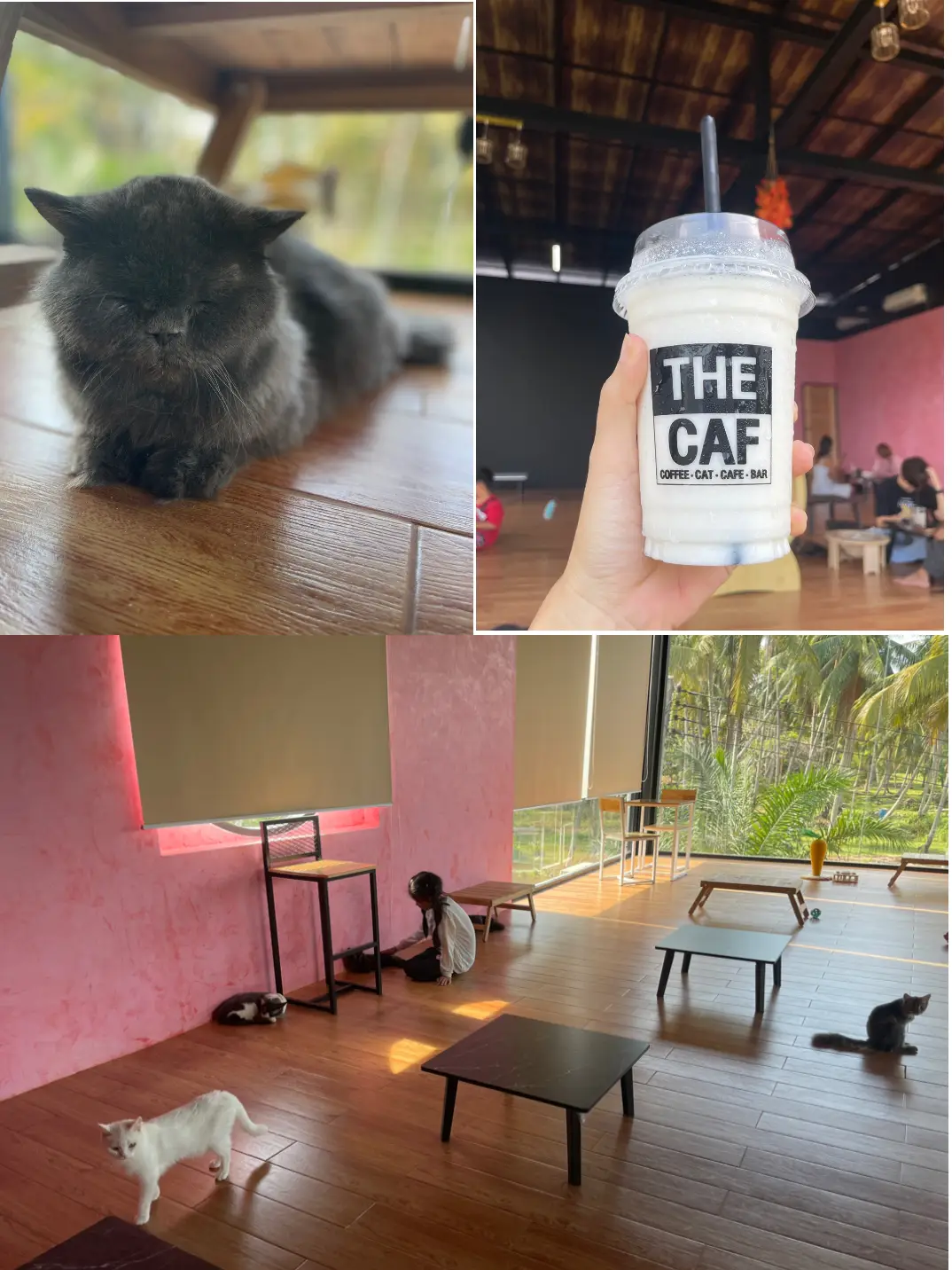 The CAF 🐱คาเฟ่แมว @สุราษฎ์ธานี🐈 | แกลเลอรีที่โพสต์โดย ᴹᵒᴹᴹᵃᴹรีวิว🐳🫧 | Lemon8