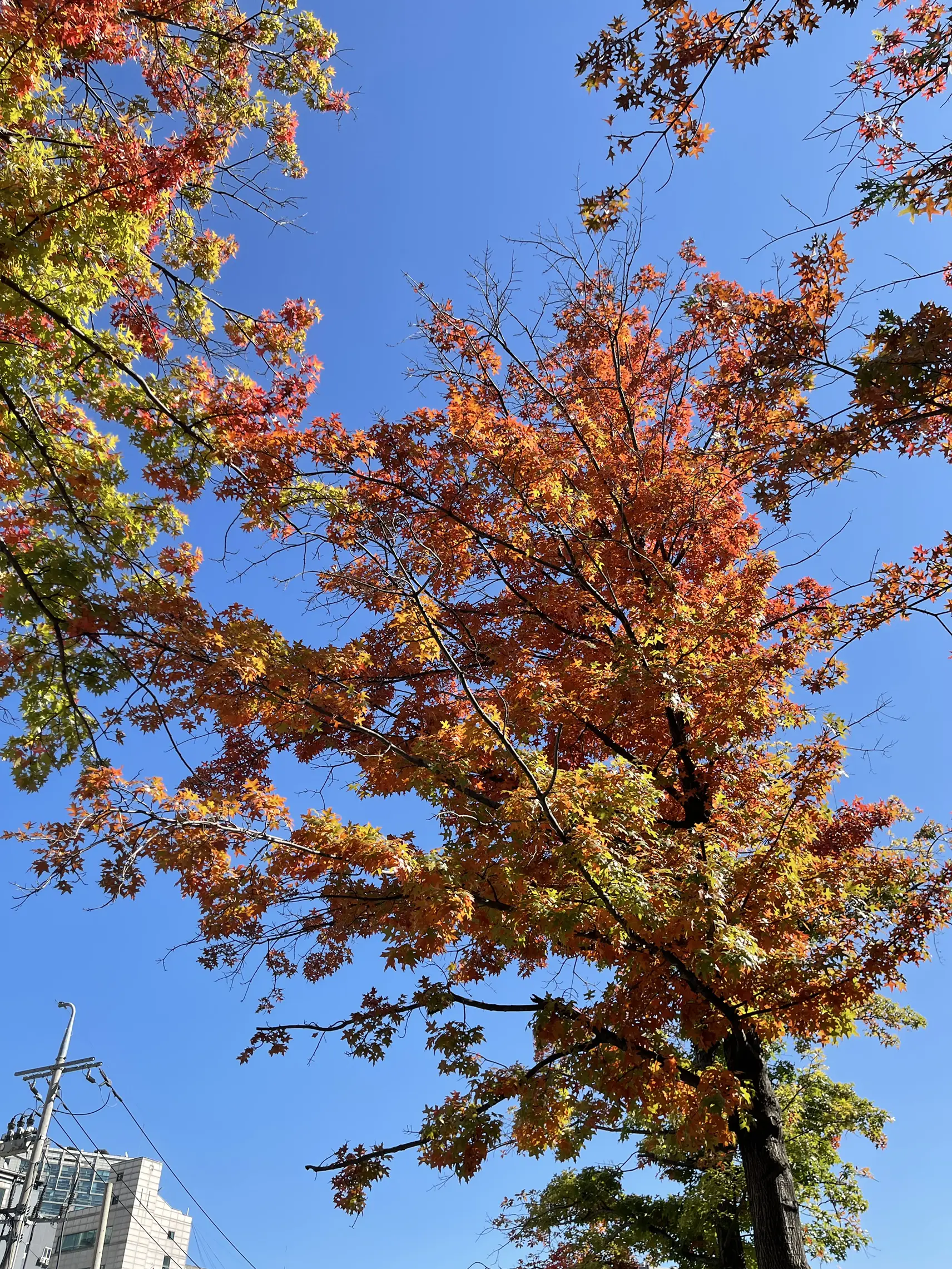 DEAR NOVEMBER 🍁 เกาหลีในฤดูใบไม้ร่วง (가을) | แกลเลอรีที่โพสต์โดย npsn.s ...