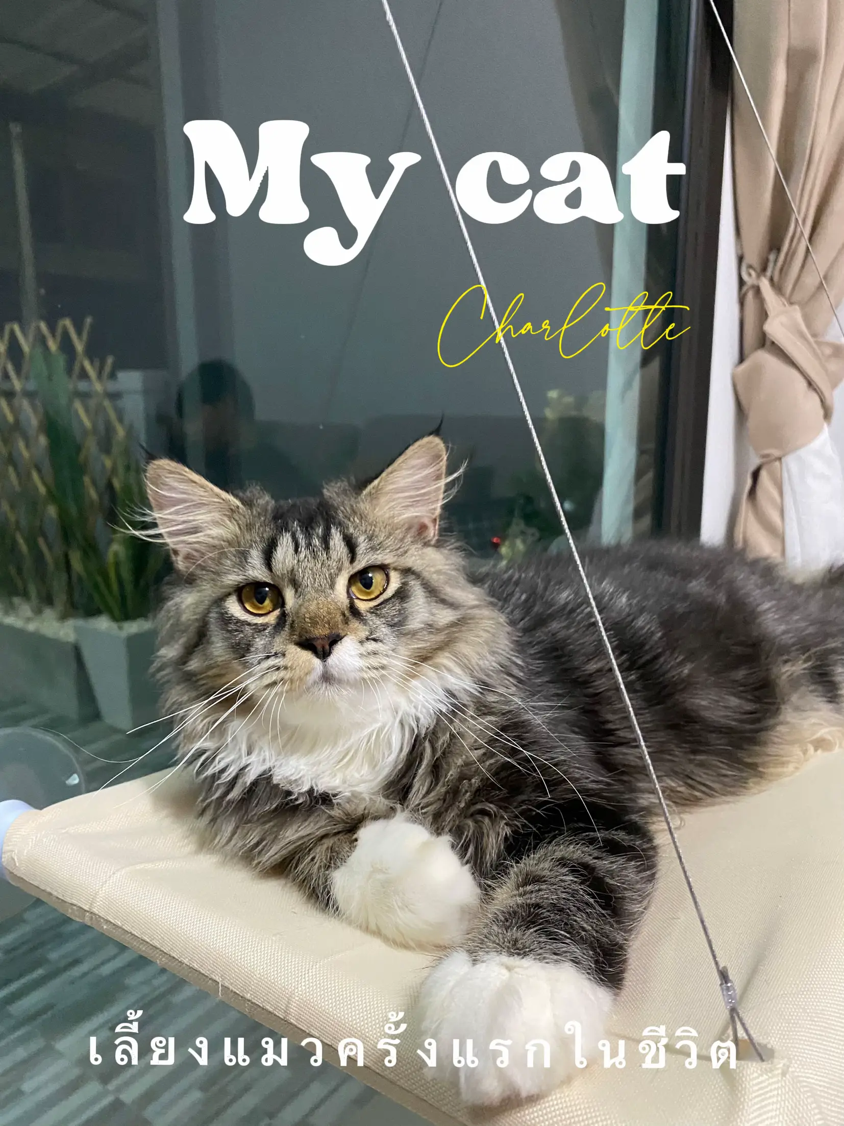 เลี้ยงแมวครั้งแรกในชีวิต 🐈‍⬛ | แกลเลอรีที่โพสต์โดย tipmanee | Lemon8