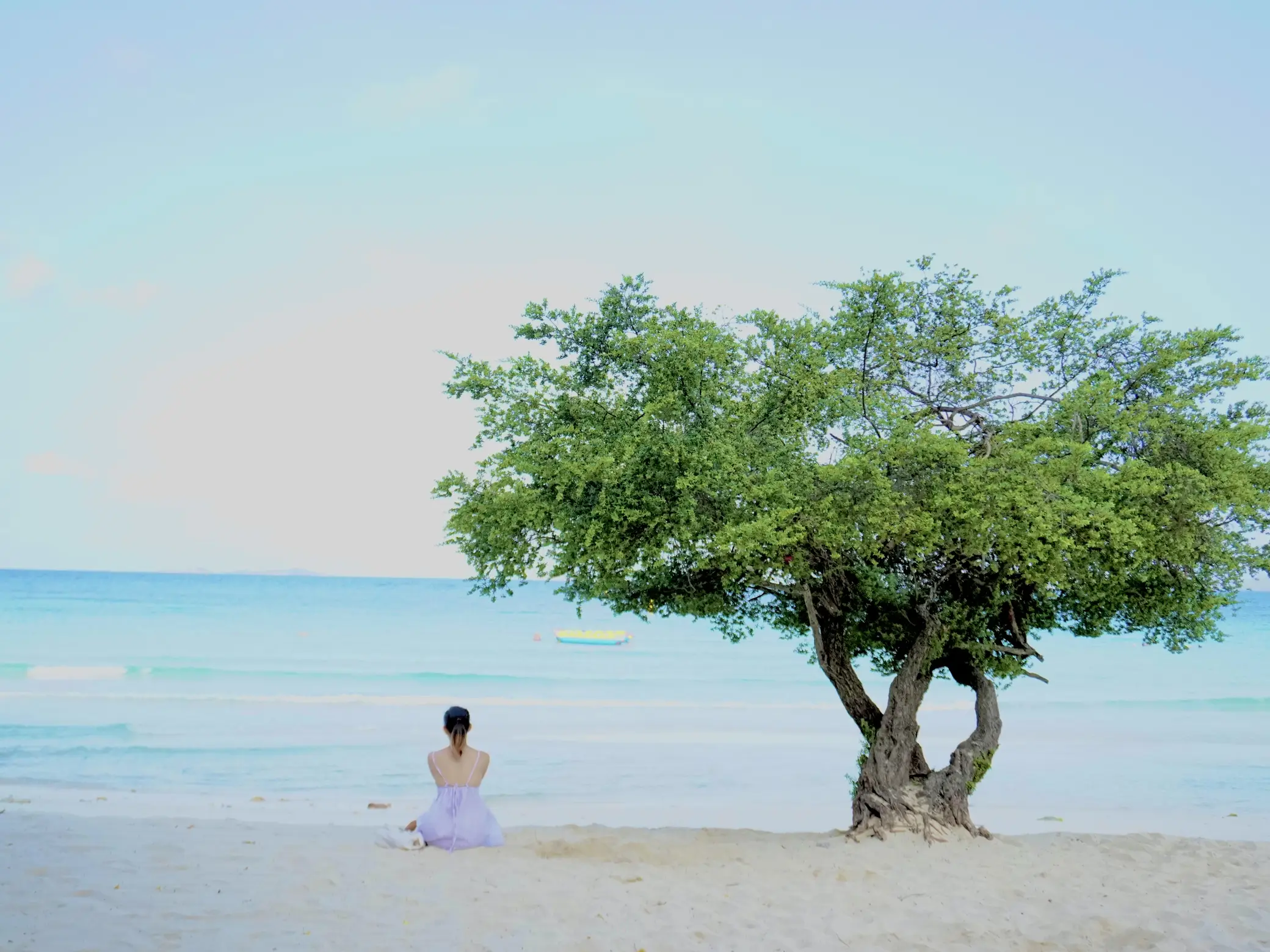 ถ่ายรูปกับต้นไม้เกาหลีที่หาดเทียน เกาะล้าน | แกลเลอรีที่โพสต์โดย ...