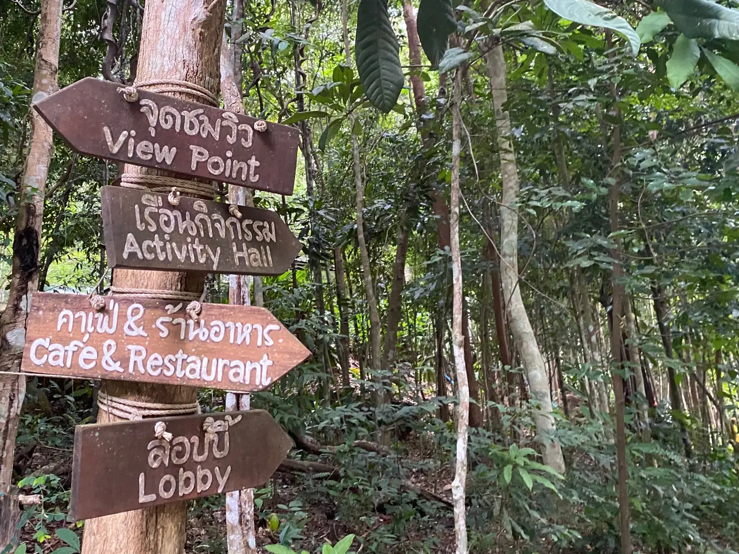 คาเฟ่ (ไม่) ลับกลางป่า🍃 "แลผาคาเฟ่ & Chestnut Hill" | แกลเลอรีที่โพสต์ ...