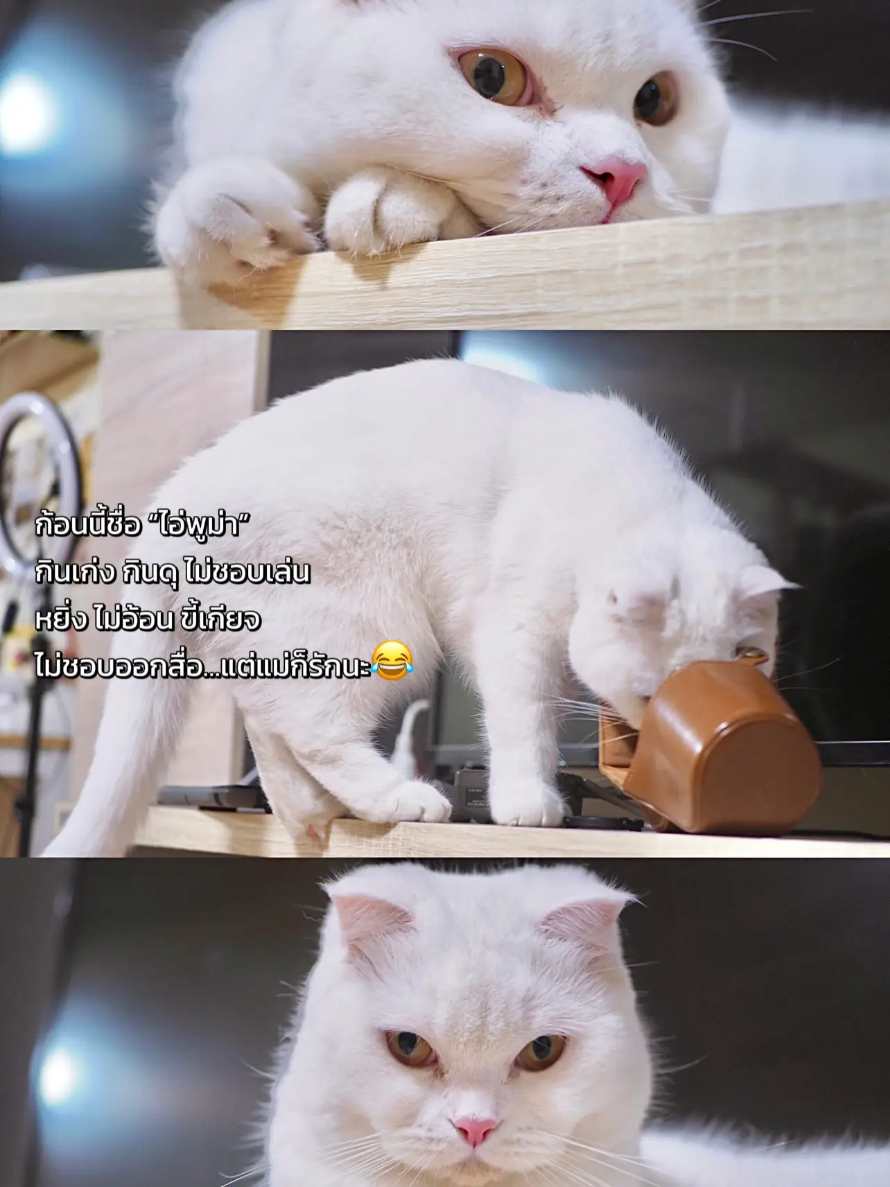 My Cat EP.1 : แนะนำไอ้แมวก้อน…ภาระหมายเลข 1 😅 | แกลเลอรีที่โพสต์โดย ไก่ดอนชอบรีวิว | Lemon8