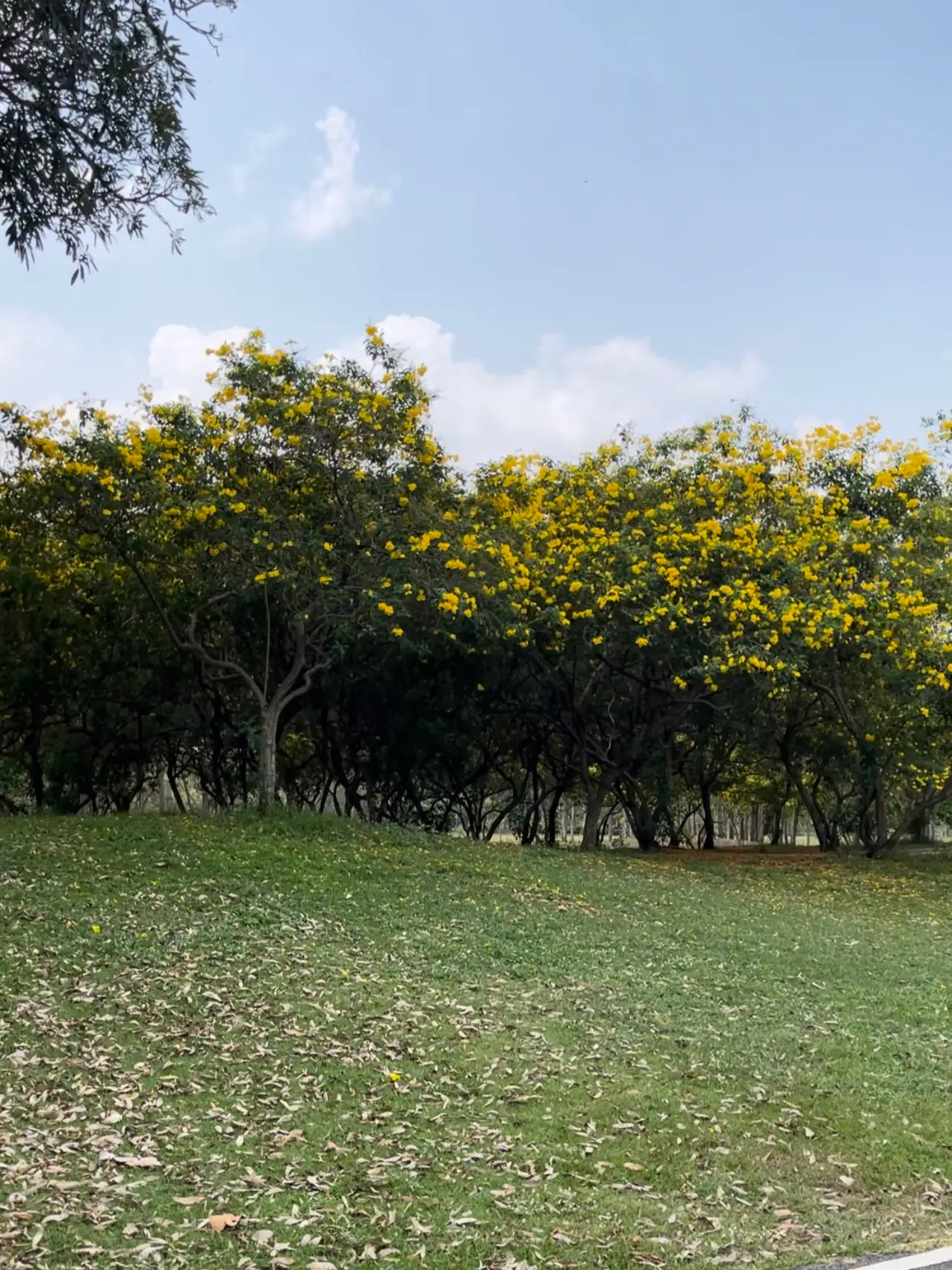 One day trip ! @Rot Fai Park 🚲🍃🌳 | แกลเลอรีที่โพสต์โดย Biere.titi | Lemon8