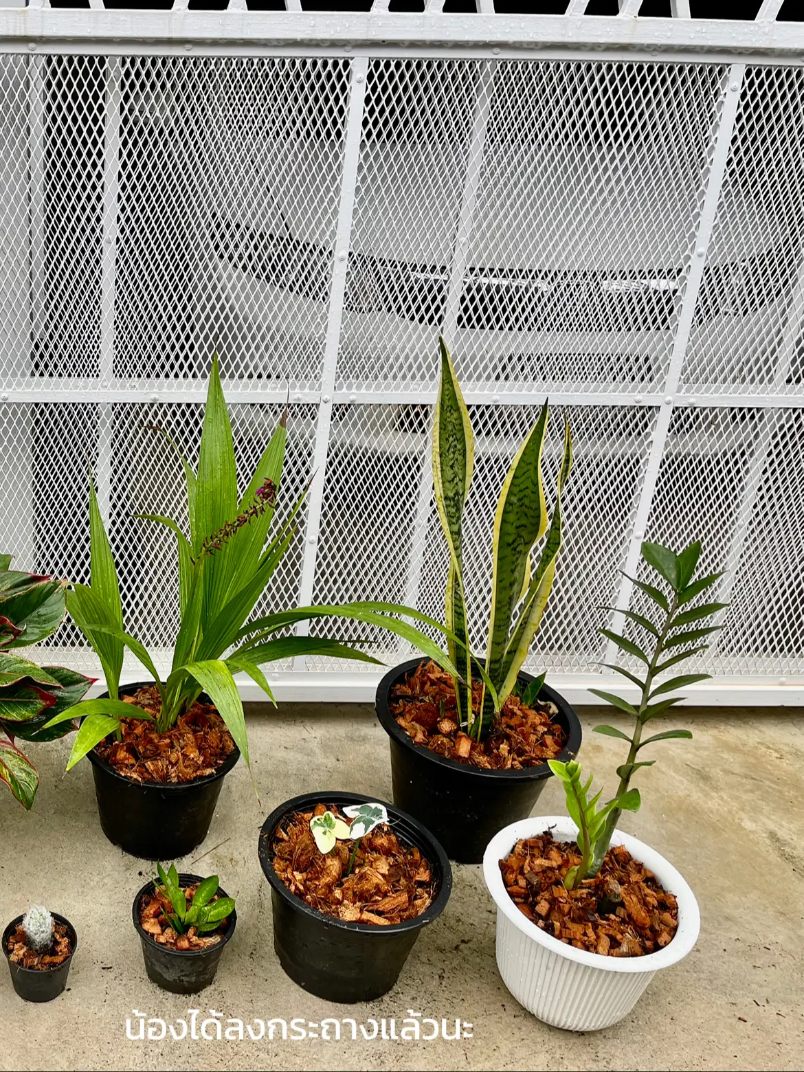 กวักมรกต เลี้ยงง่าย เรียกทรัพย์ 🌿 | แกลเลอรีที่โพสต์โดย lllkkk | Lemon8