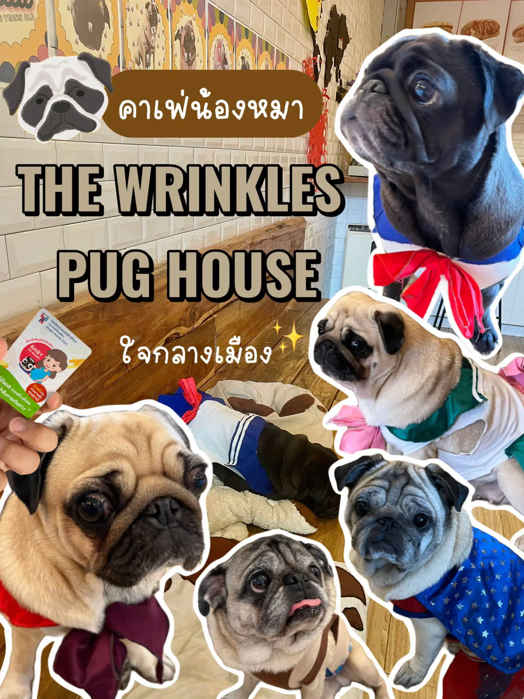 🐶The Wrinkles Pug Neighborhood Cafe The Wrinkles Pug House🏡🥤 | Gallery posted by iam_petch | Lemon8