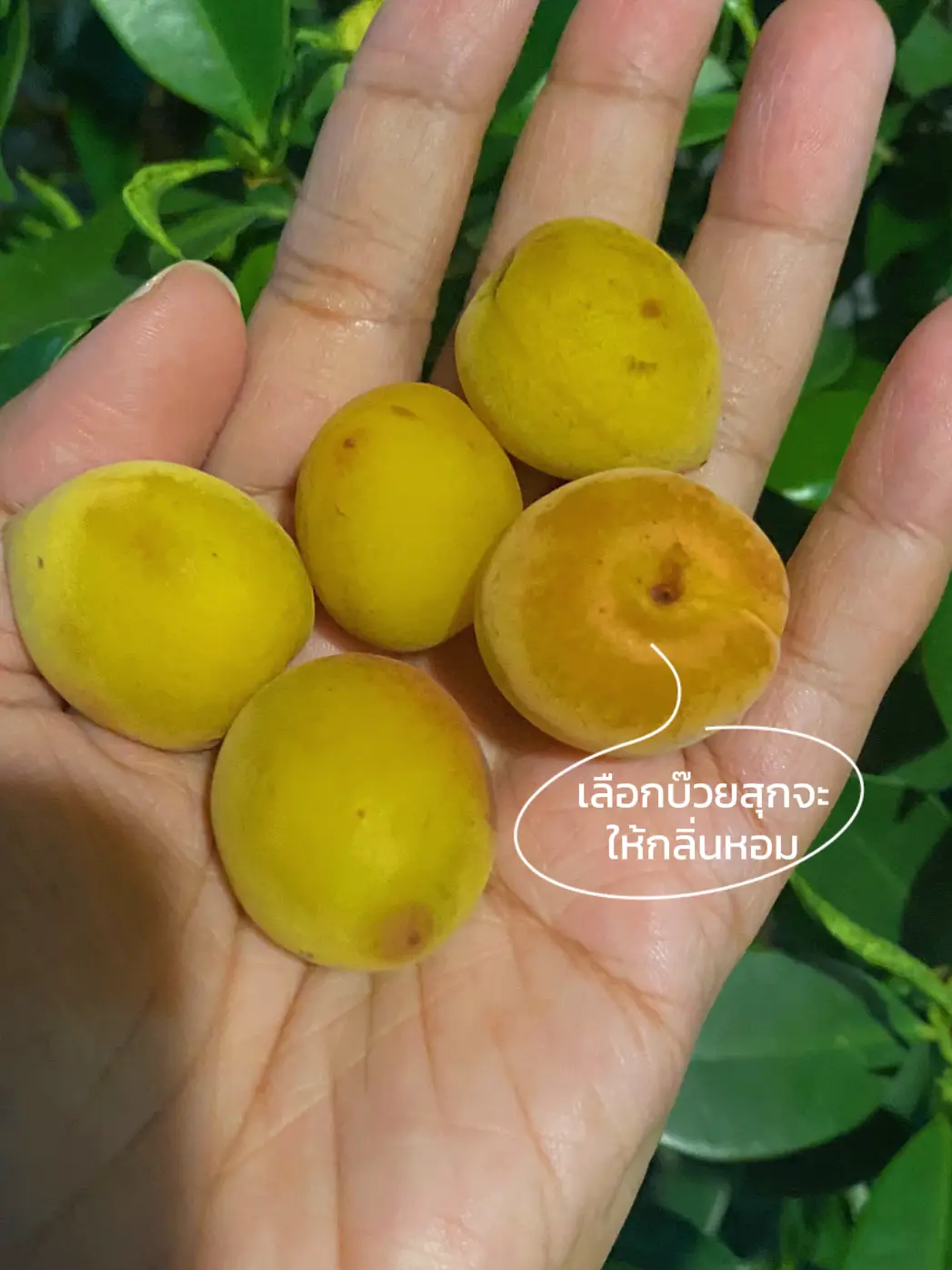 สูตรดองเหล้าบ๊วย ฉบับบ้านเราค่ะ 🥃🌸 | แกลเลอรีที่โพสต์โดย Baan.Mhee ...