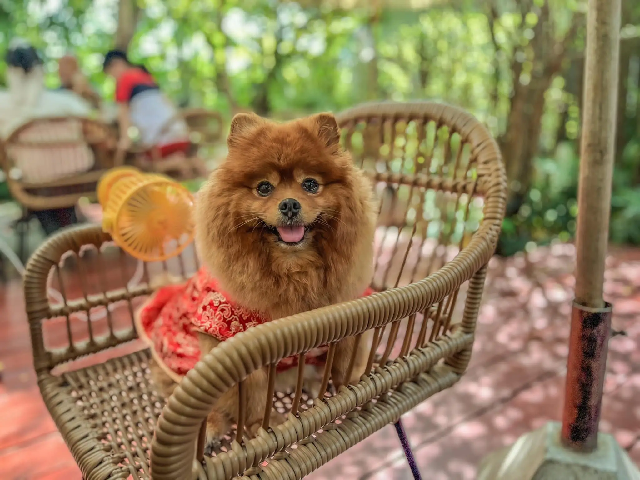 พี่บั๊บพาเที่ยว คาเฟ่ย่านปากเกร็ด Foreste’ cafe | แกลเลอรีที่โพสต์โดย ...