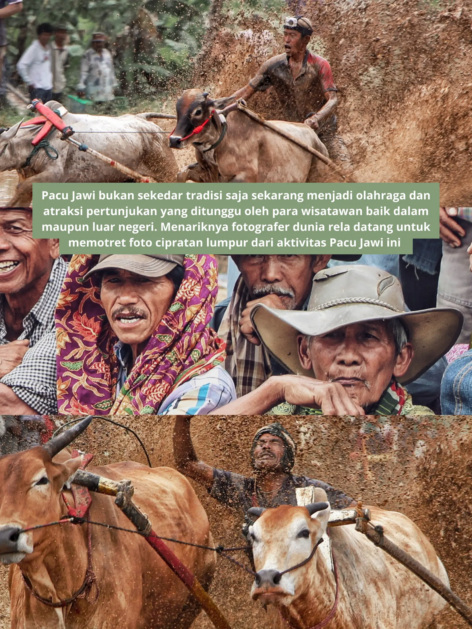 Seru Liat Tradisi Balapan Sapi Khas Minangkabau | แกลเลอรีที่โพสต์โดย ...