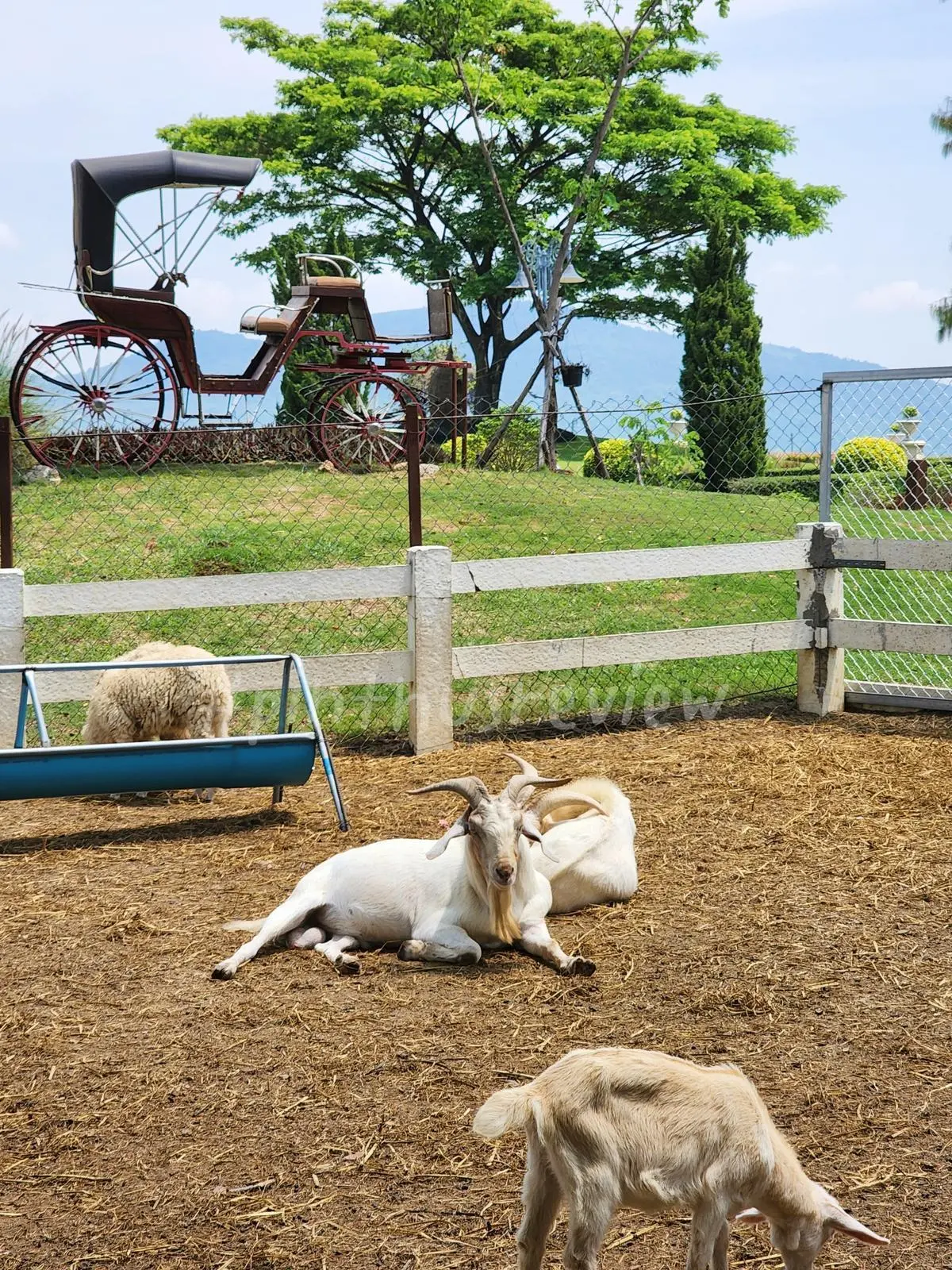 Animals Club By Movënpick Resort Khaoyai🐐🐖🐎🦌 | แกลเลอรีที่โพสต์โดย ...