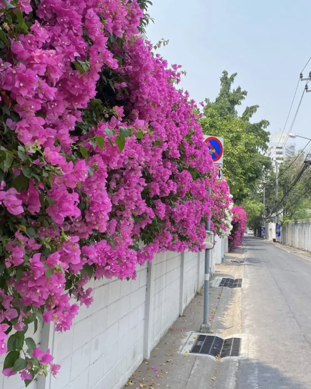 ถ่ายรูปกับดอกเฟื่องฟ้า Ari Soi 5 👀 | แกลเลอรีที่โพสต์โดย Ing.htk | Lemon8