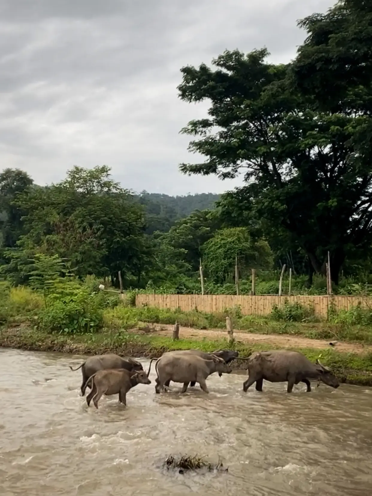 ใช้ชีวิตง่ายๆที่ “เมืองคอง” 🌿☁️ | แกลเลอรีที่โพสต์โดย Im LiLi | Lemon8