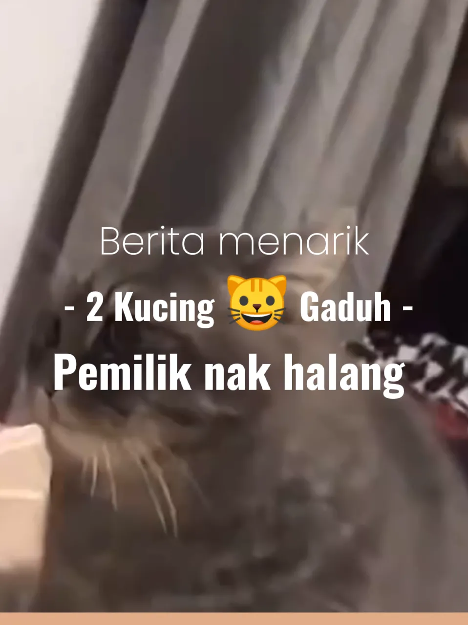 kucing gaduh tuannya cuba menghalang tetapi gagal | Video diterbitkan ...