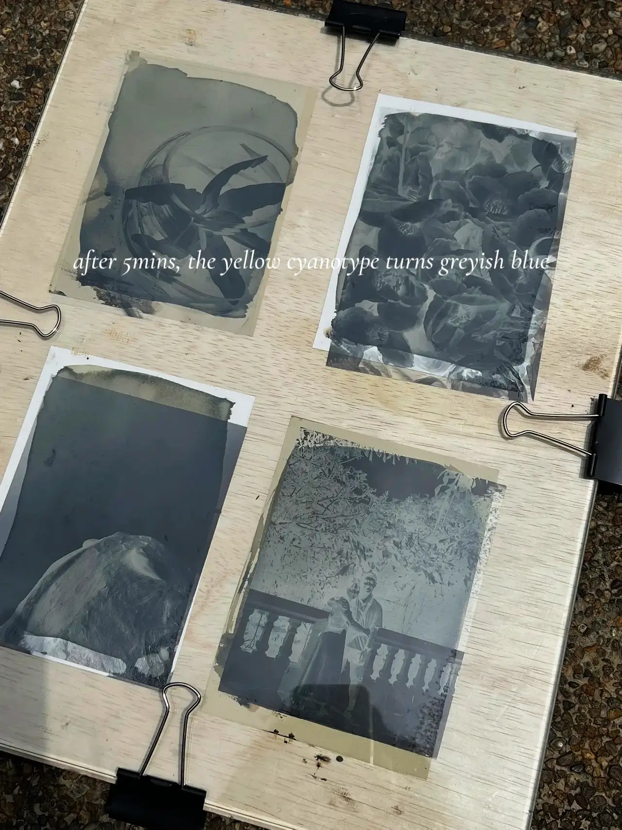 cyanotype printing process - Lemon8 Search