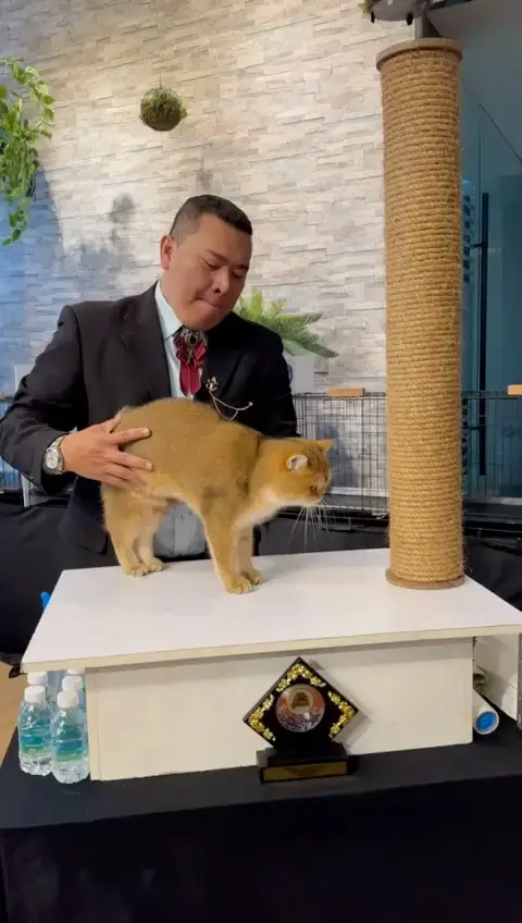 FFF INTERNATIONAL CAT SHOW DEC 2022 | วิดีโอที่เผยแพร่โดย Gradus ...