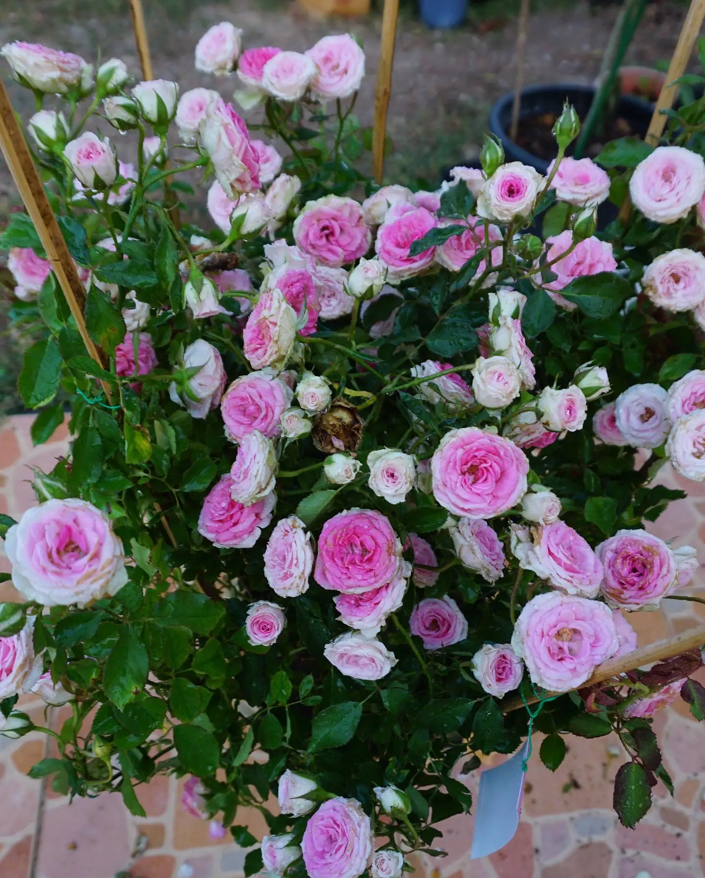 Antique rose varieties and their significance - การค้นหาใน Lemon8