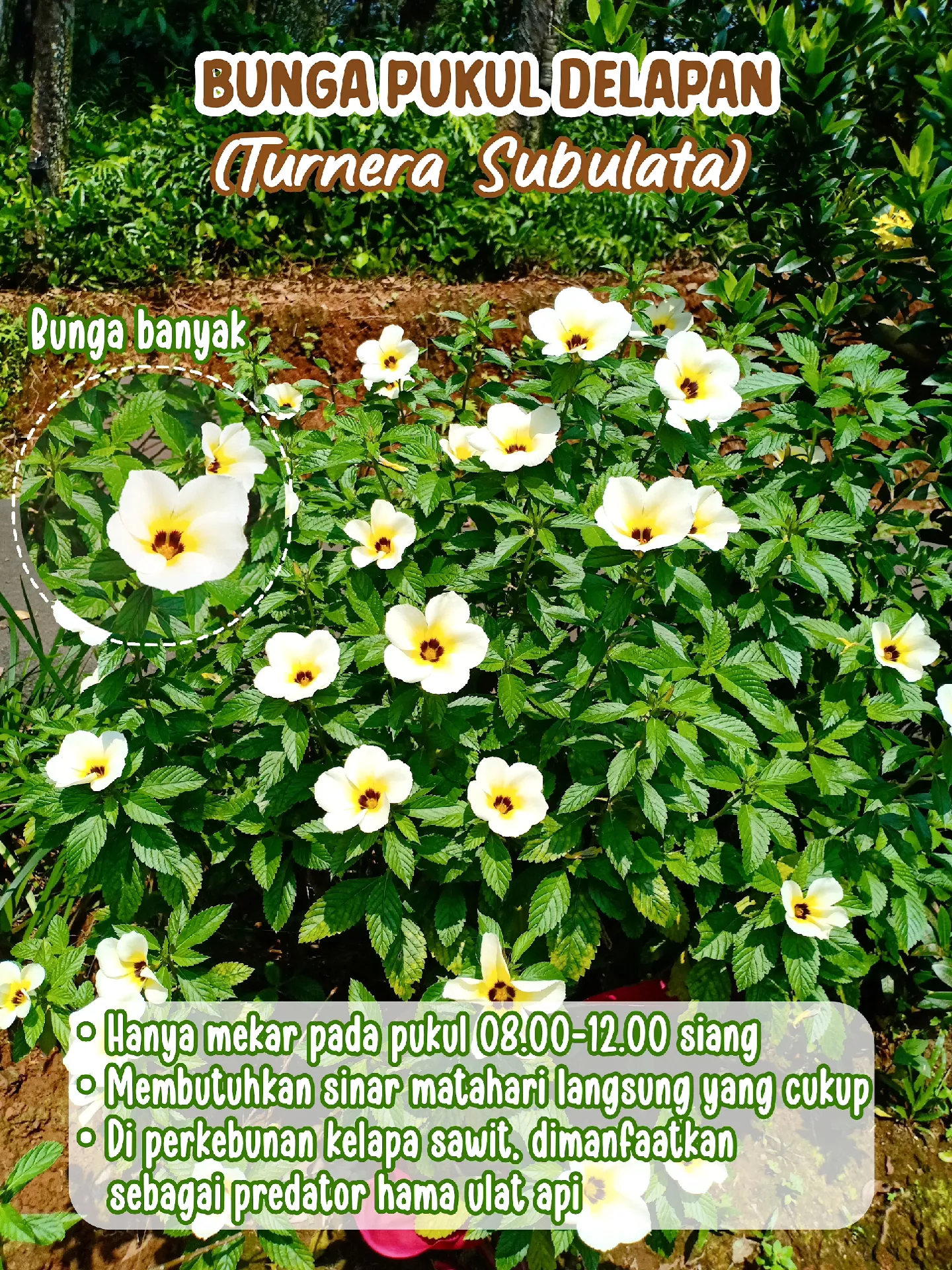 Percantik Rumah Dengan Tanaman Hias 🌷 | Galeri diposting oleh Rumah ...