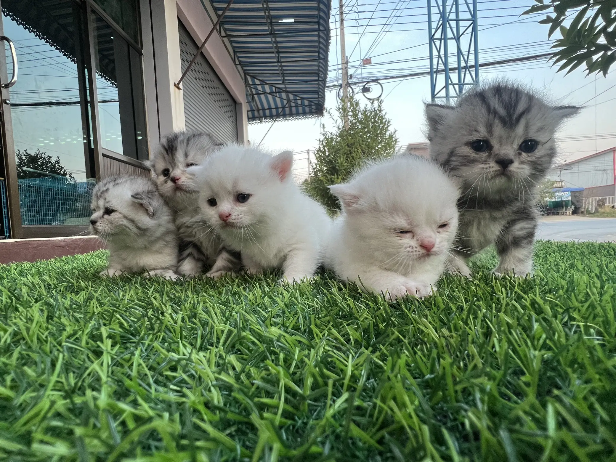 Baby meow cattery 😻 | แกลเลอรีที่โพสต์โดย Man Li | Lemon8