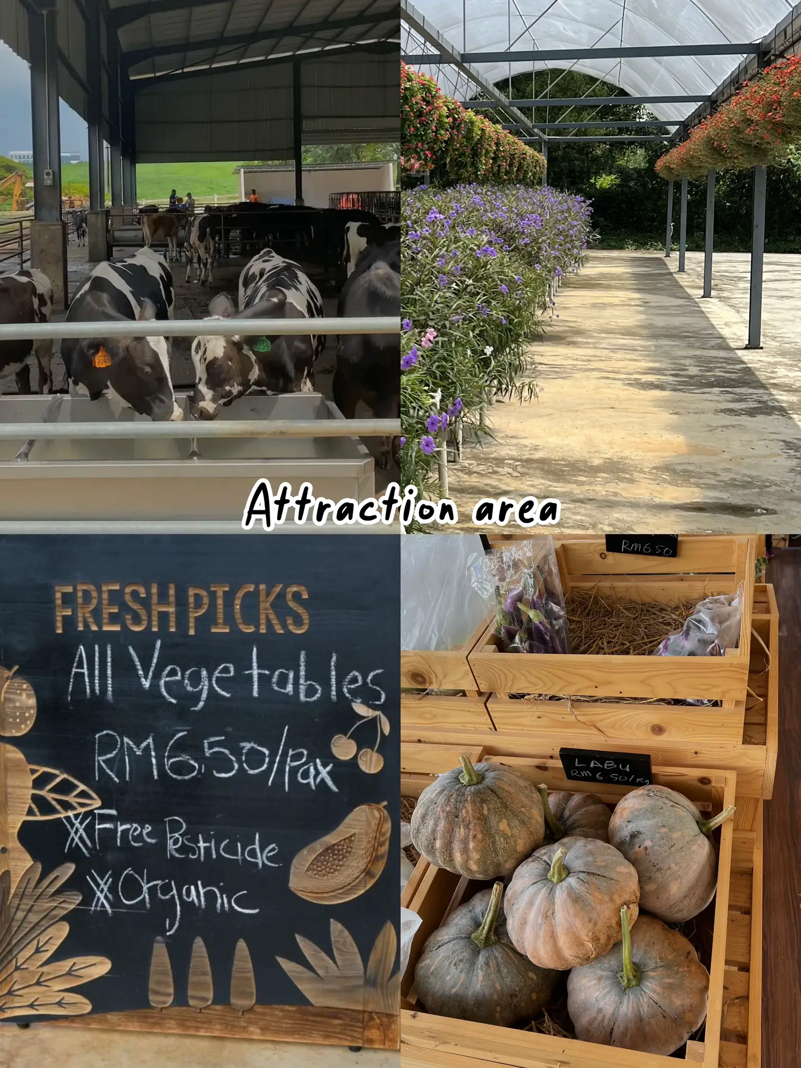 So much to do , so much to see at Farm Fresh | แกลเลอรีที่โพสต์โดย ...