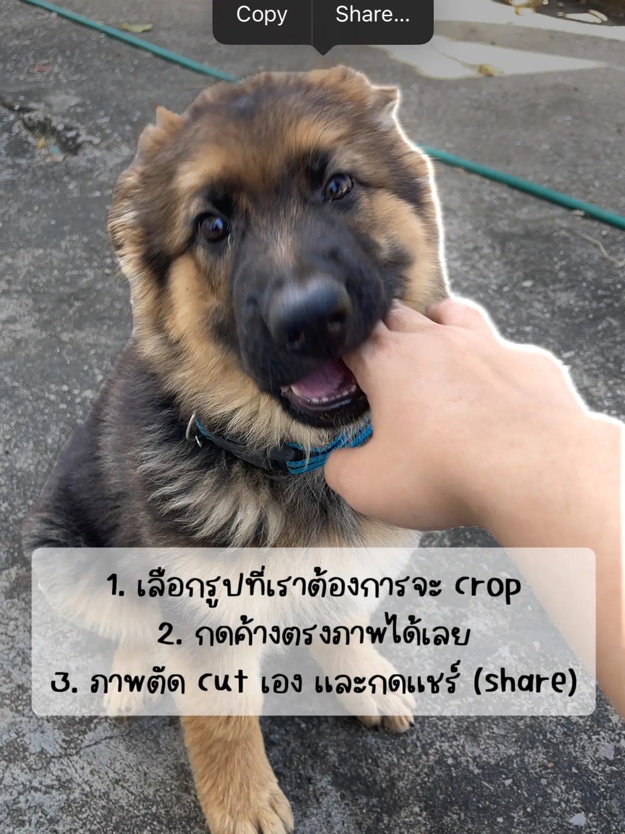 Crop รูป พื้นหลังโปร่งใสง่ายๆ 💕 | แกลเลอรีที่โพสต์โดย FORM ̈ | Lemon8