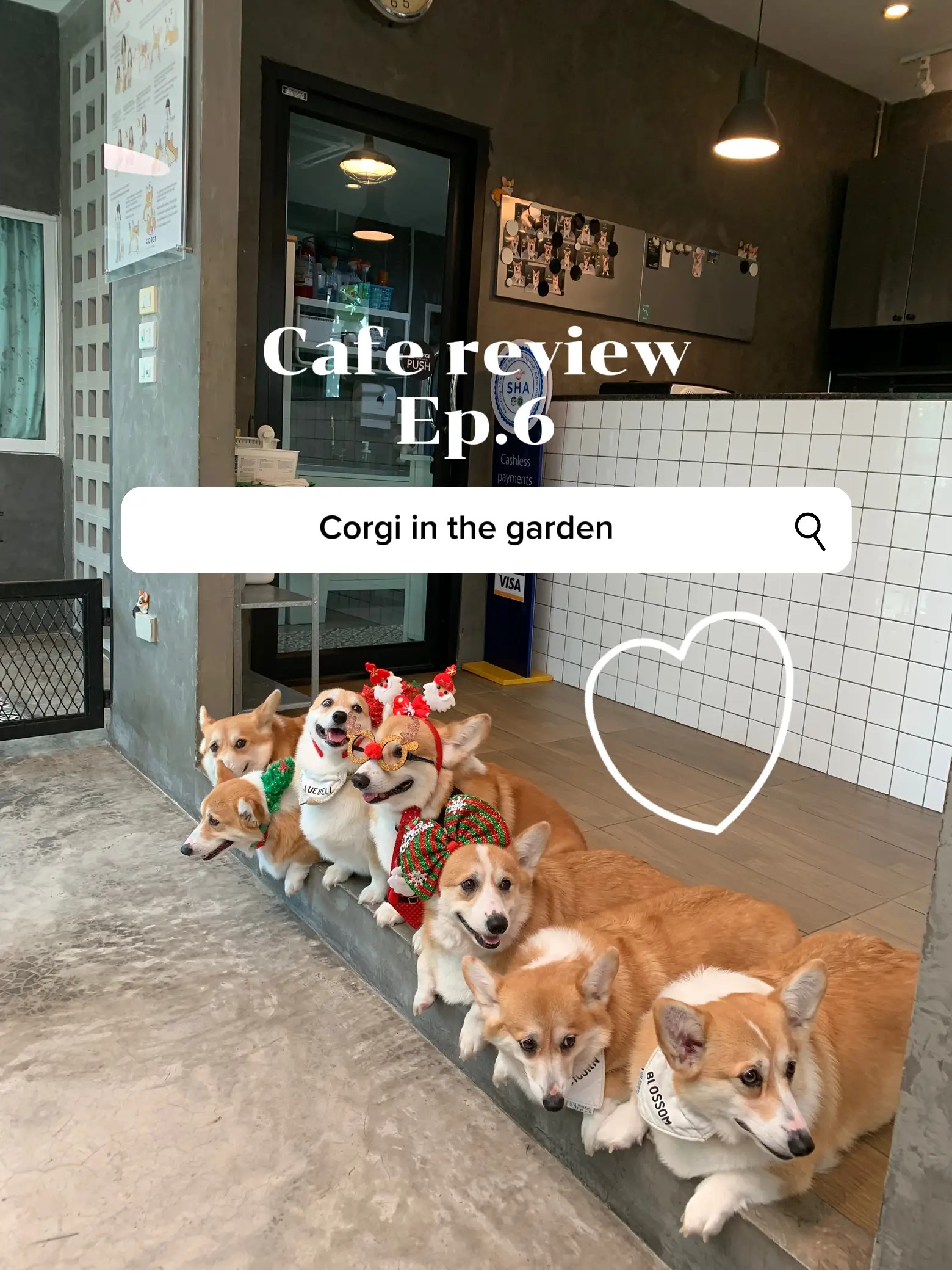 Corgi in the garden | คนรักหมาห้ามพลาด!! | แกลเลอรีที่โพสต์โดย Meownts | Lemon8