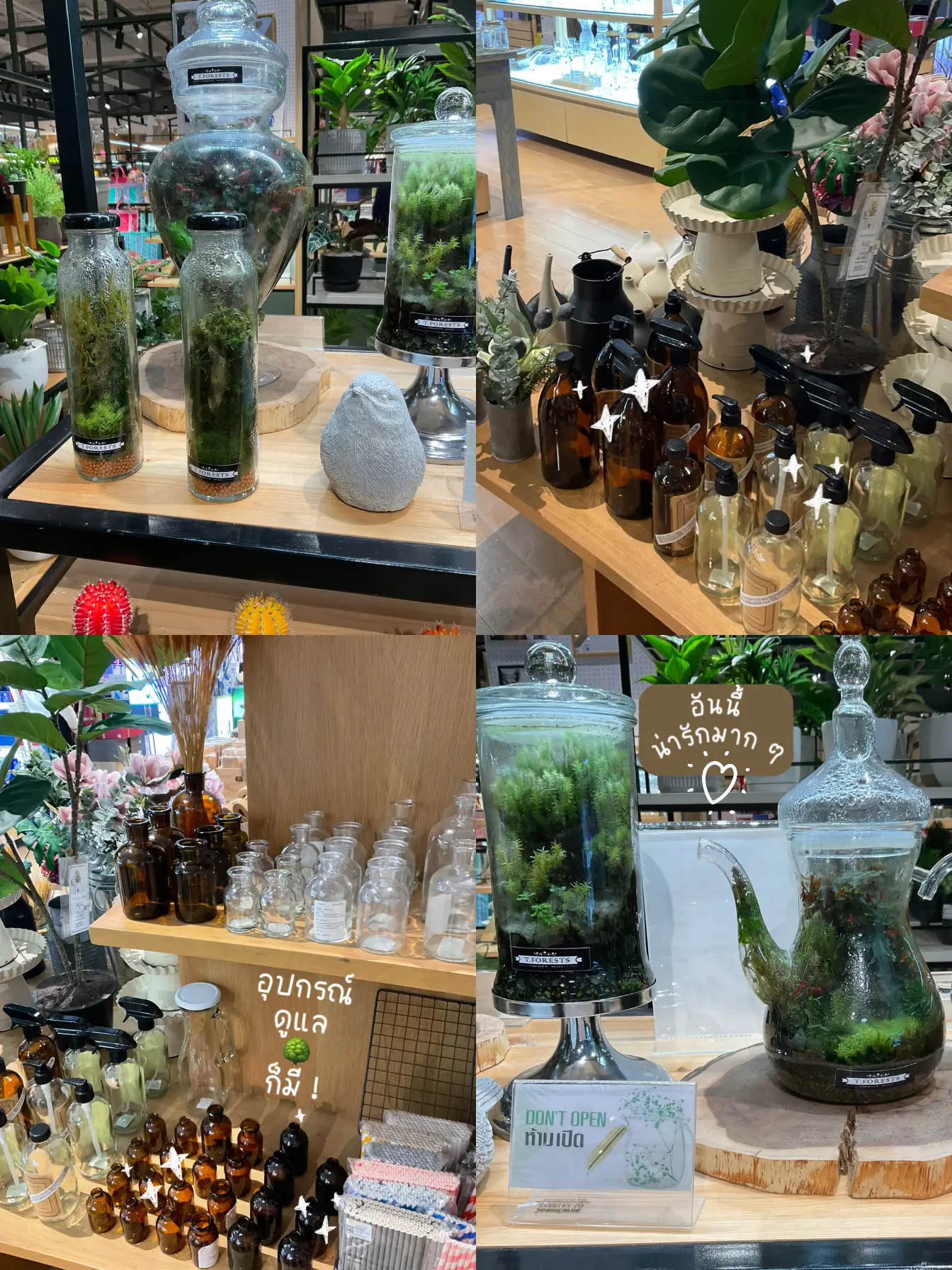 พาส่องต้นไม้(จริง)ตกแต่งบ้าน Nature market งามวงศ์วาน 🪴🧺🪑 | แกลเลอรีที่ ...