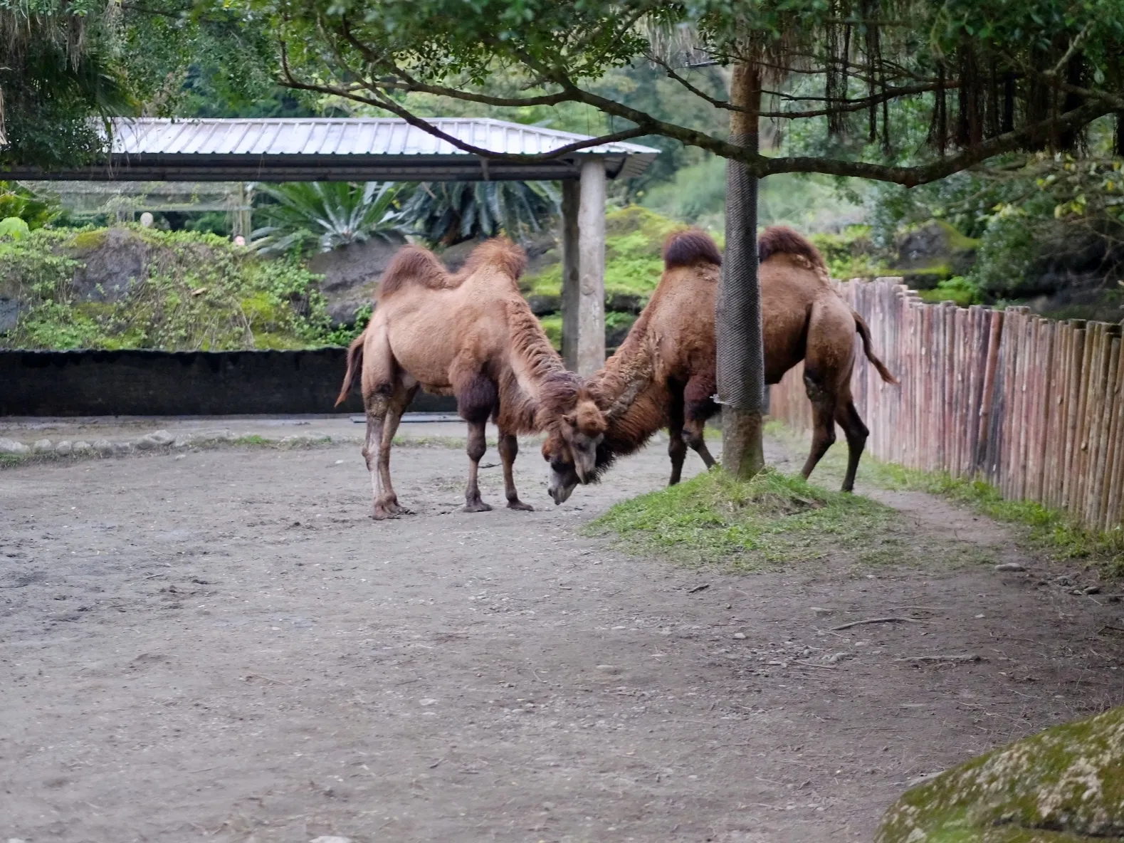Taipei Zoo สวนสัตว์ ที่ใหญ่ที่สุดในเอเชีย 🦜 | แกลเลอรีที่โพสต์โดย ...