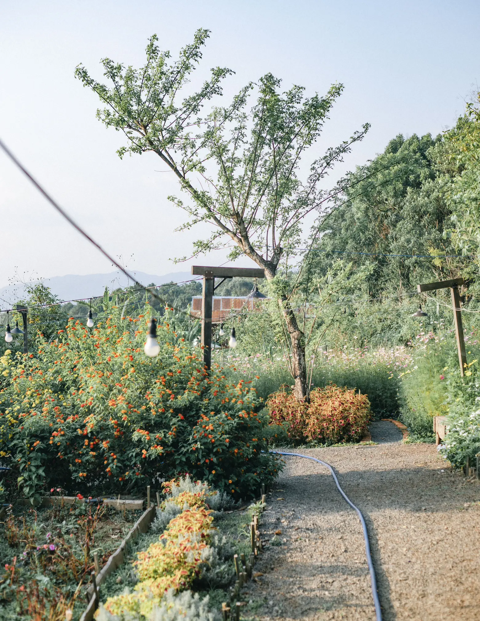 📍Tiệm Nhà Miêu Cafe| Điểm ngắm hoàng hôn ở Pleiku… | Bộ sưu tập do Blog Của Rọt đăng | Lemon8